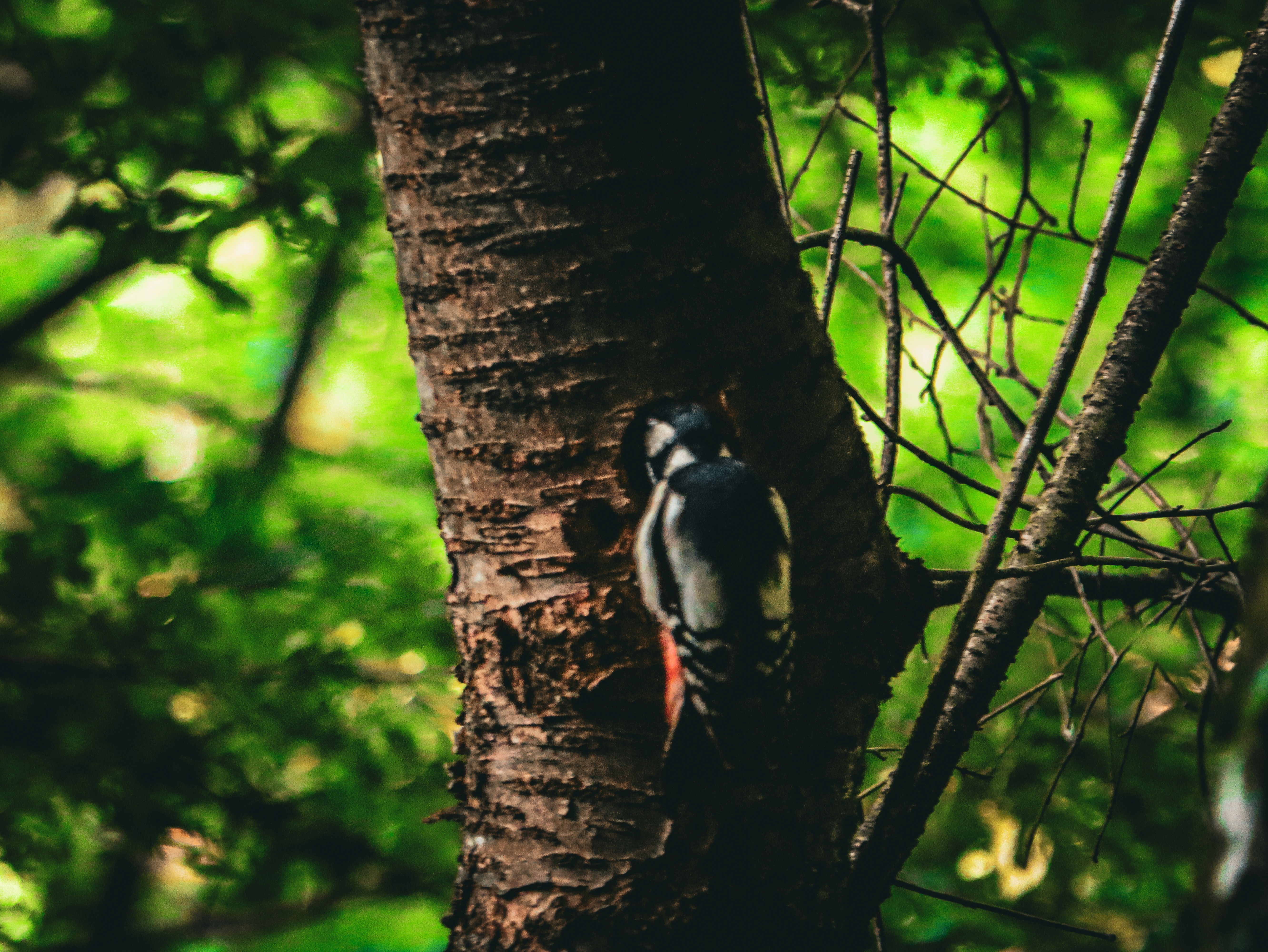 Black-and-white woodpecker clinging to a sunlit trunk in a lush forest