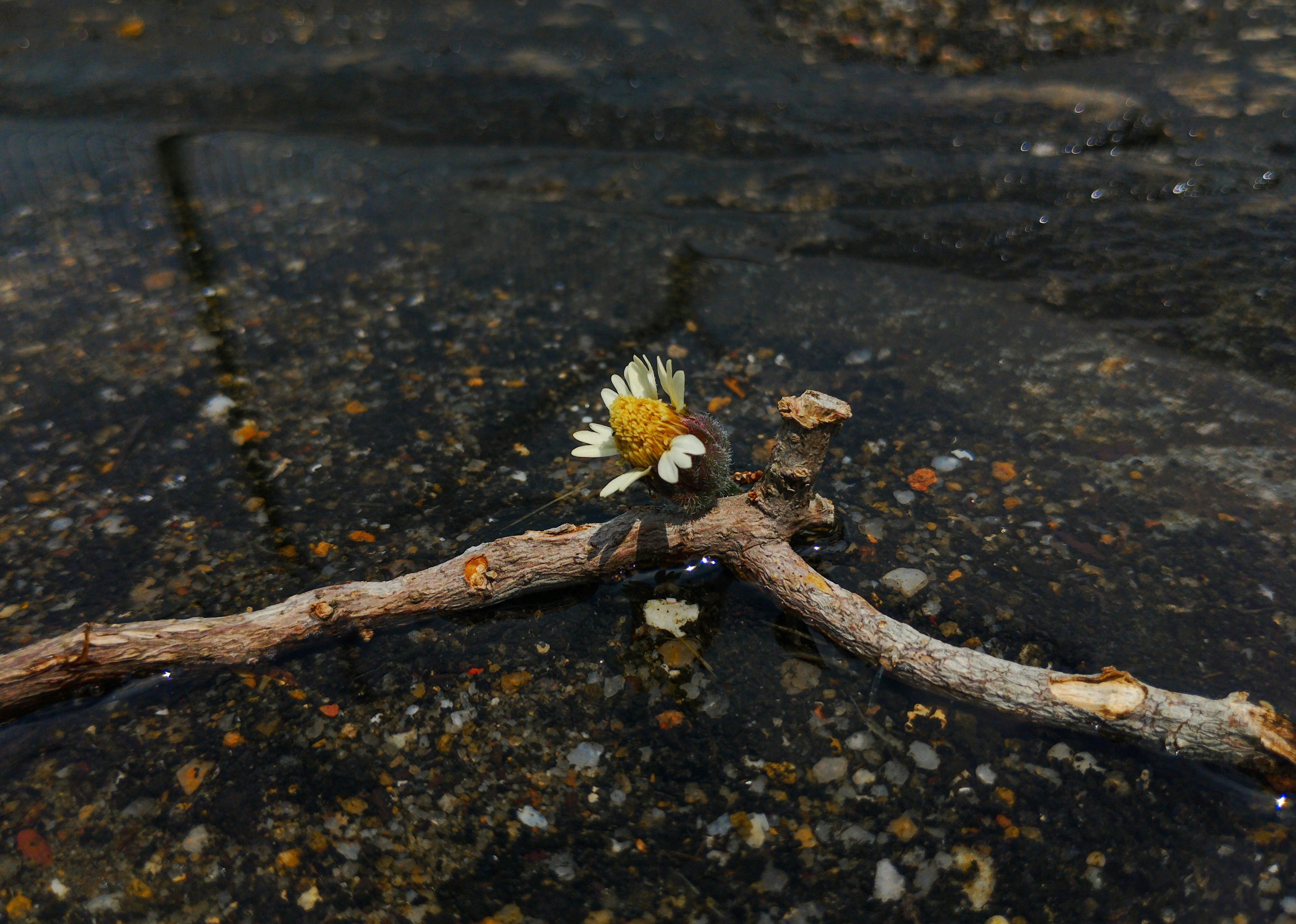 Photo by Kian Gala with Redmi 10C