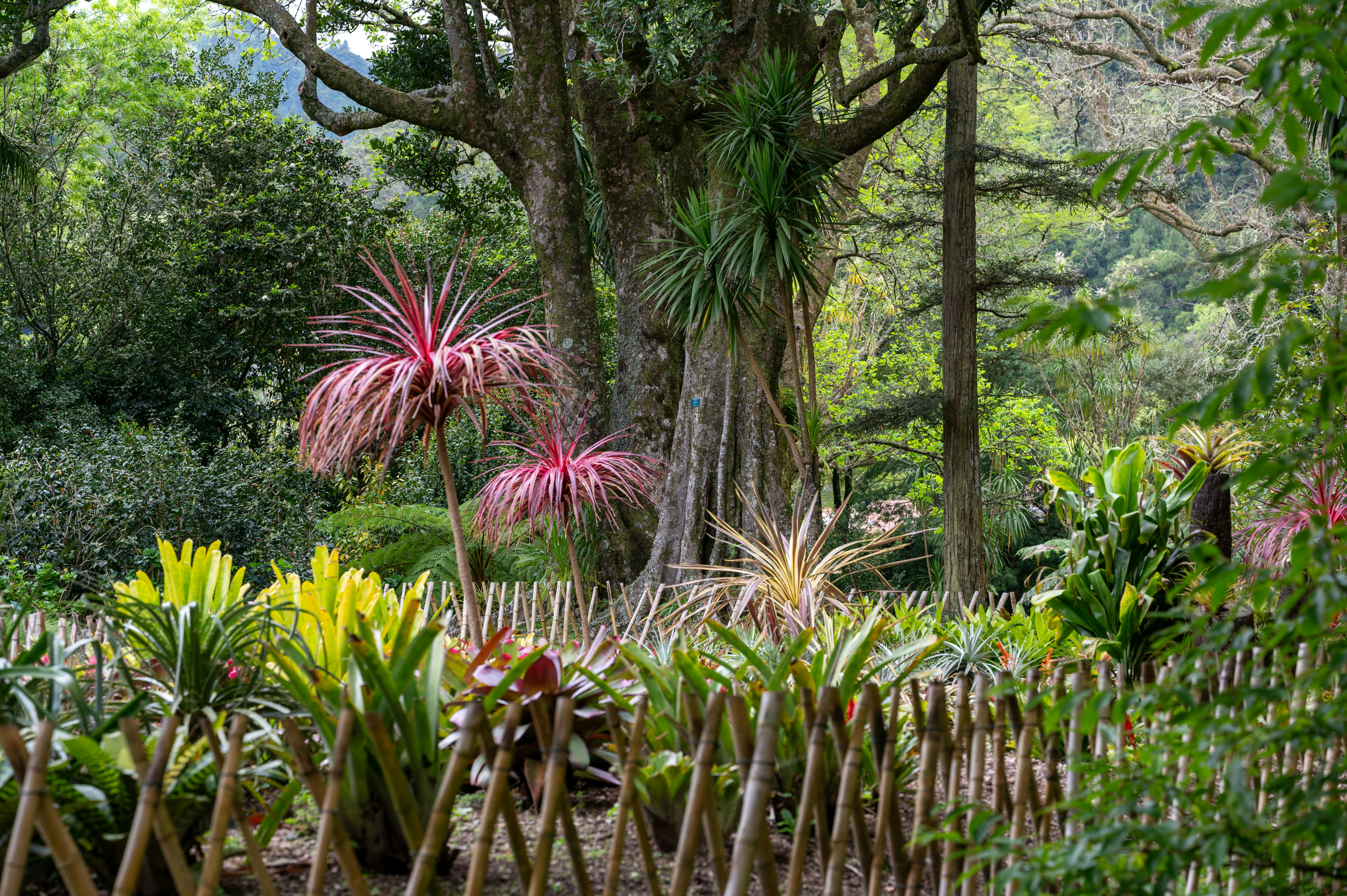 a lush green forest filled with lots of trees
