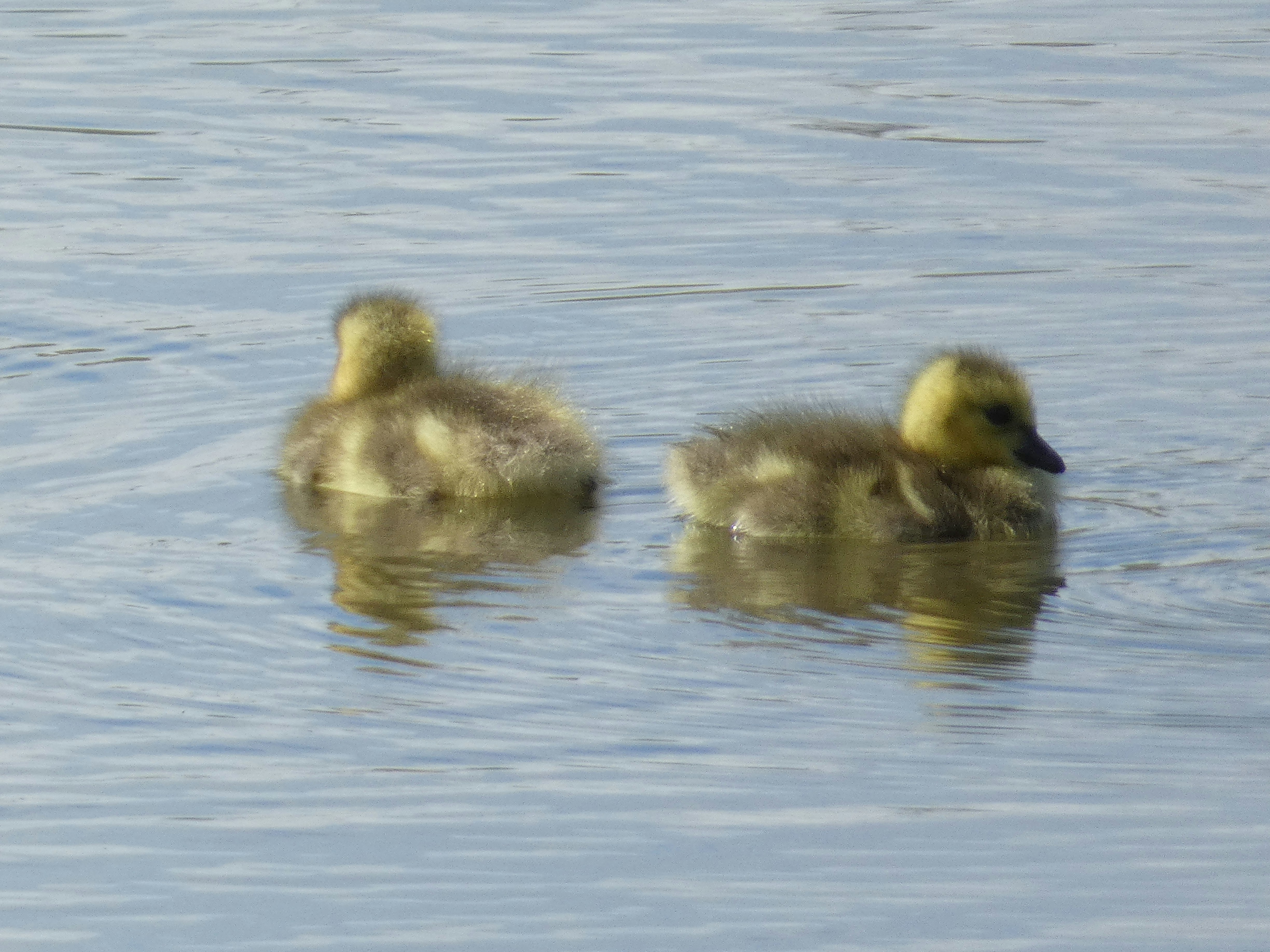Two fluffy ducklings gliding on a serene lake's surface.