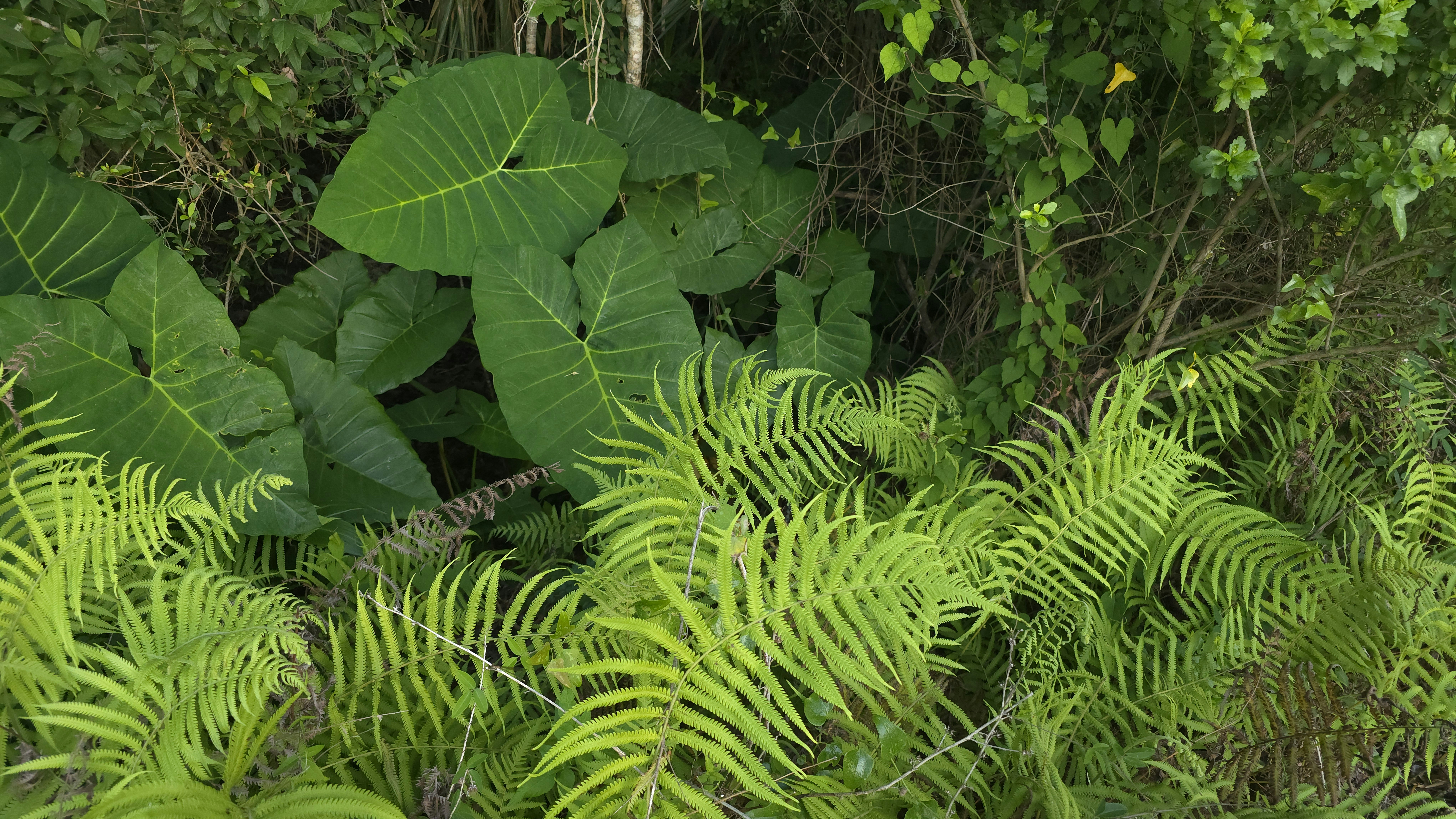 Emerald Understory: Sunlit Ferns Among Broad Jungle Leaves