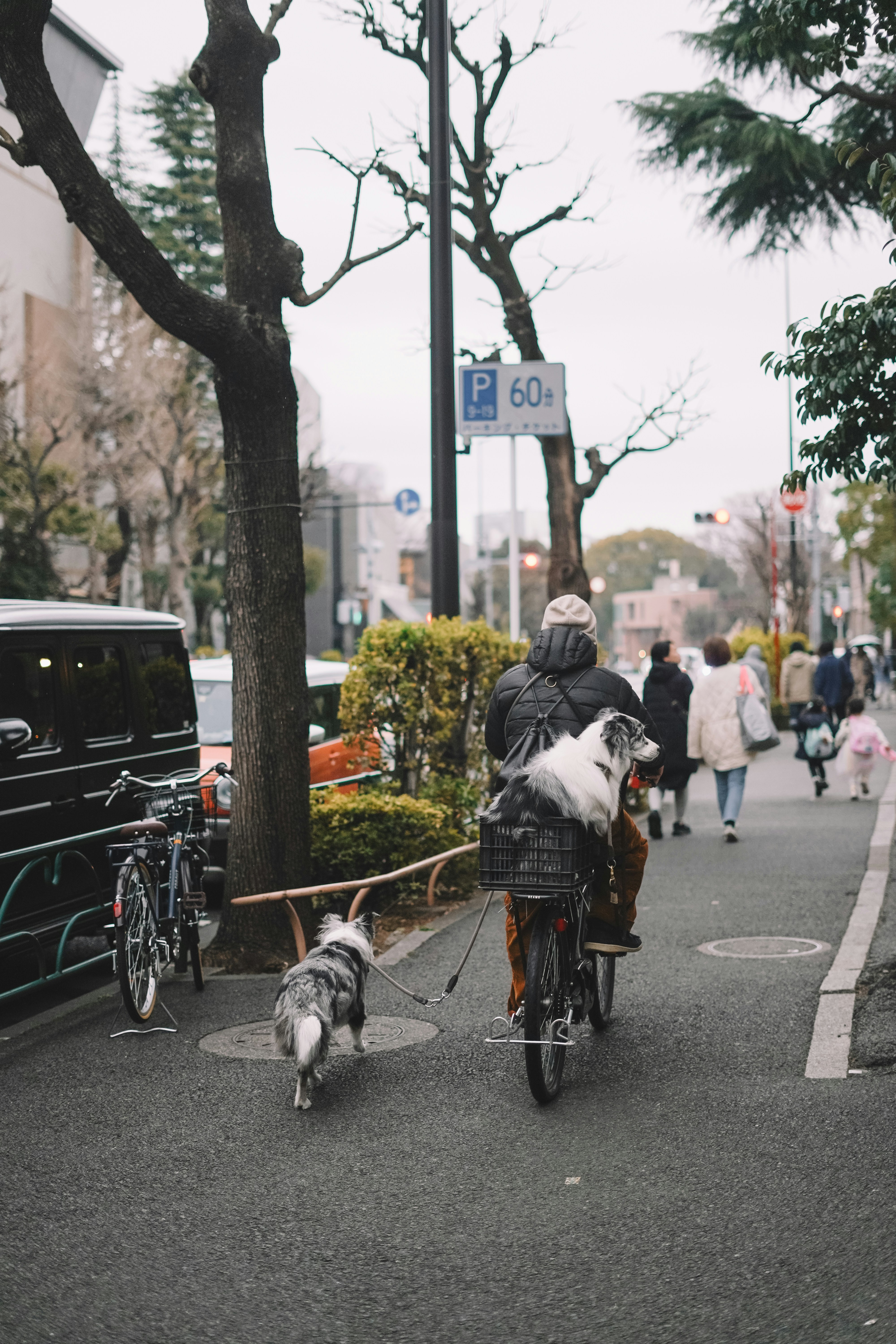 Cyclist with Dog on a Busy Street