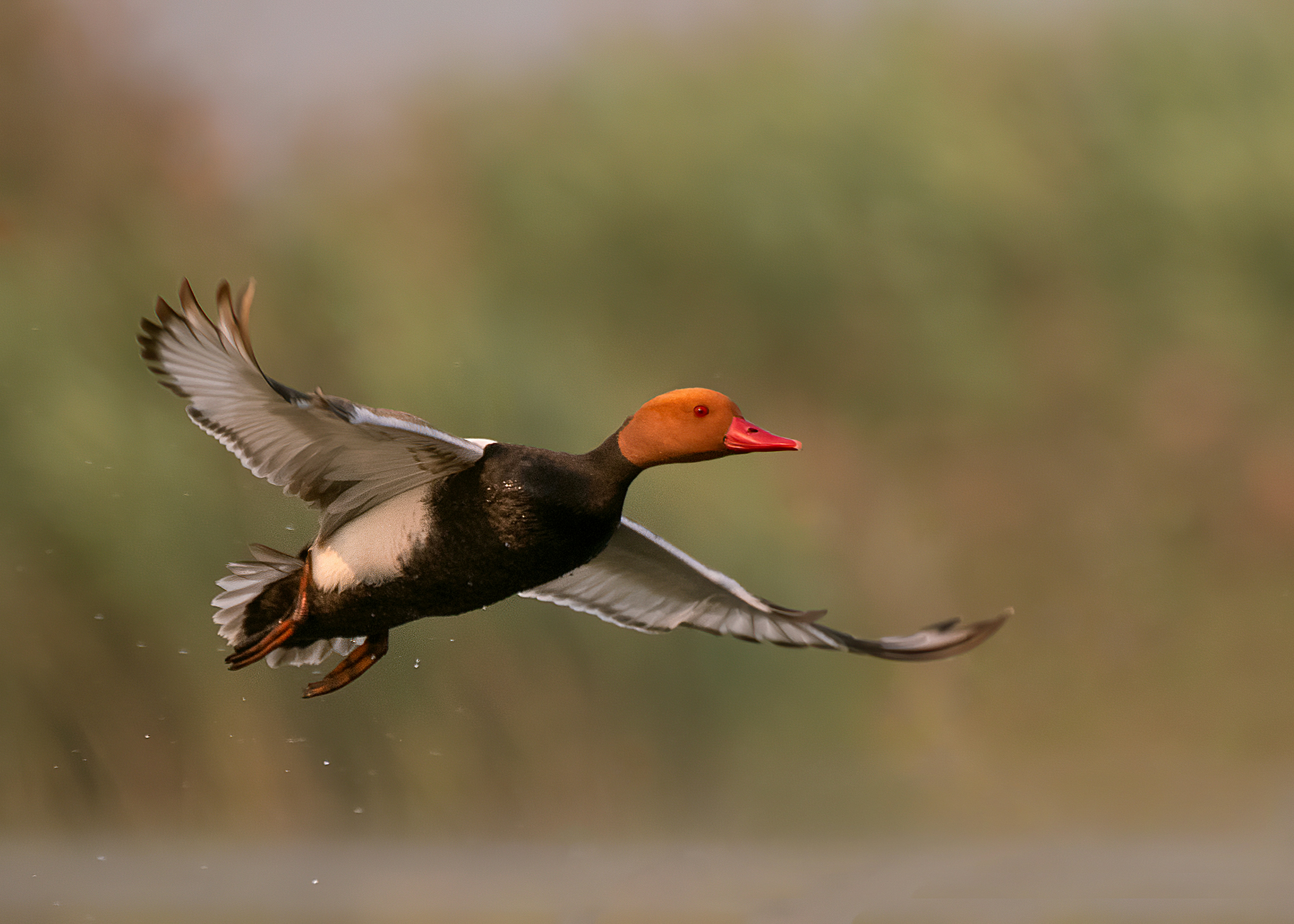 Un pato volando sobre un cuerpo de agua foto – Imagen de Aves gratuita ...