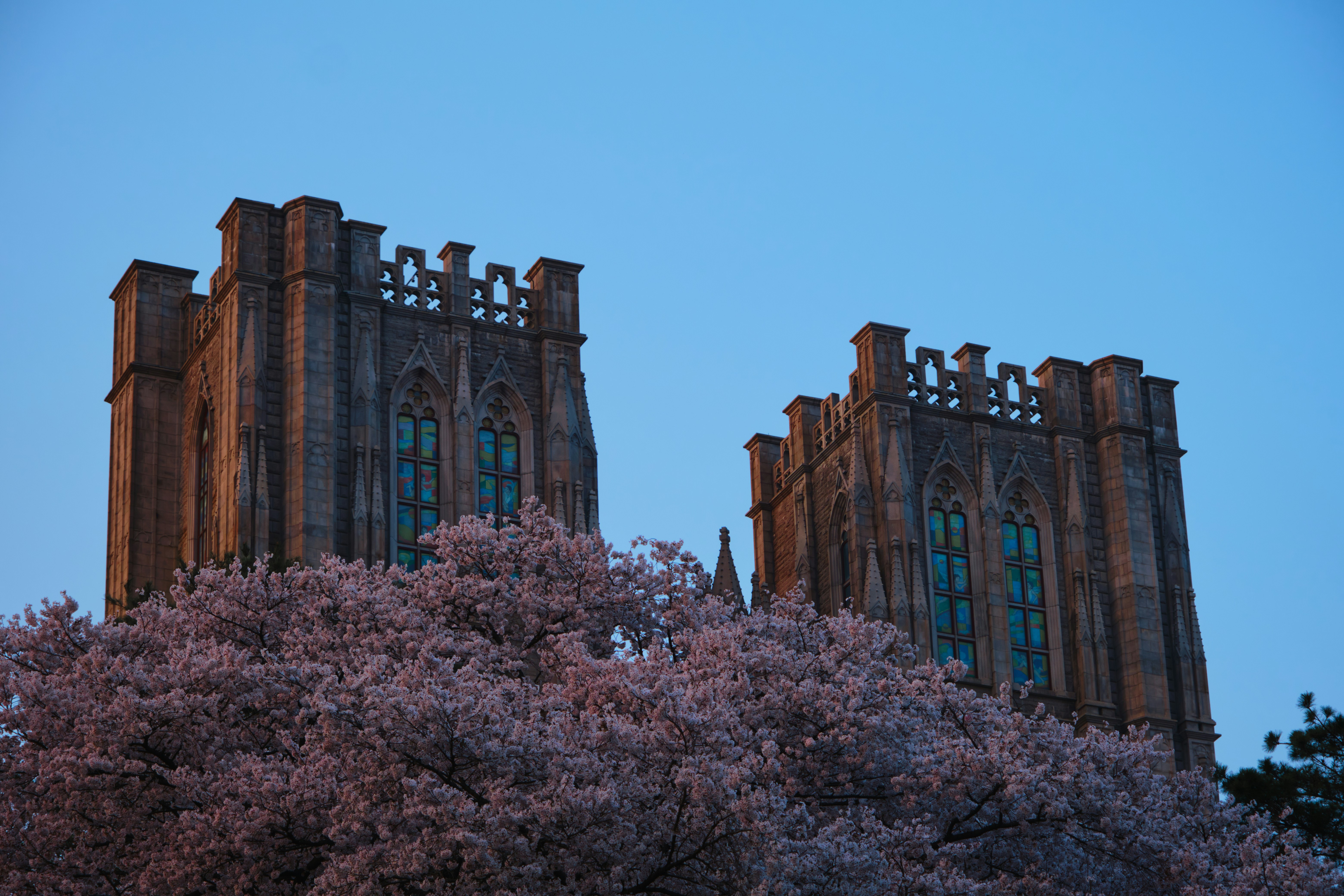 Twin Gothic Towers Framed by a Cherry Blossom Canopy Against a Clear Blue Sky