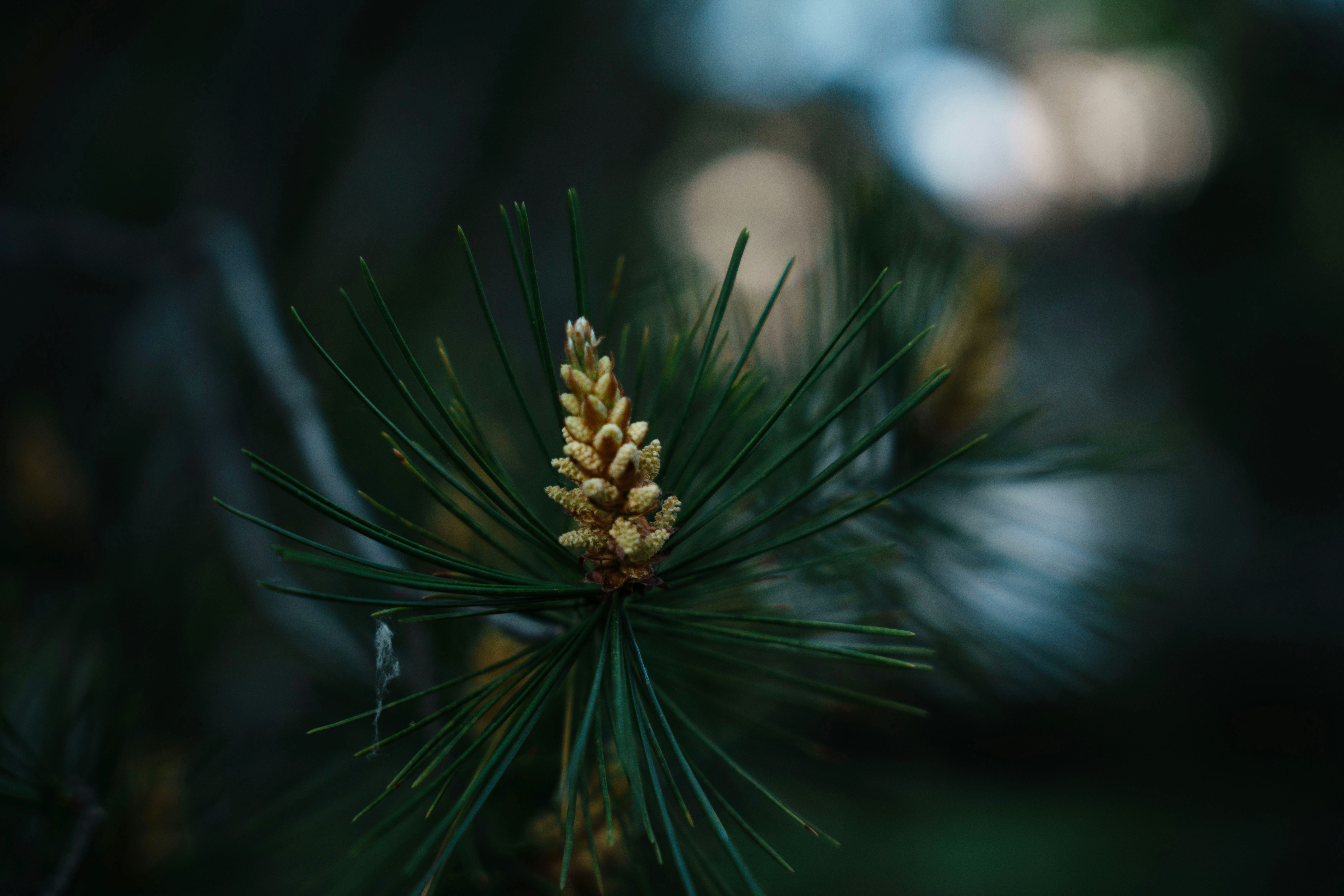 A close up of a pine tree branch photo – Free Plant Image on Unsplash