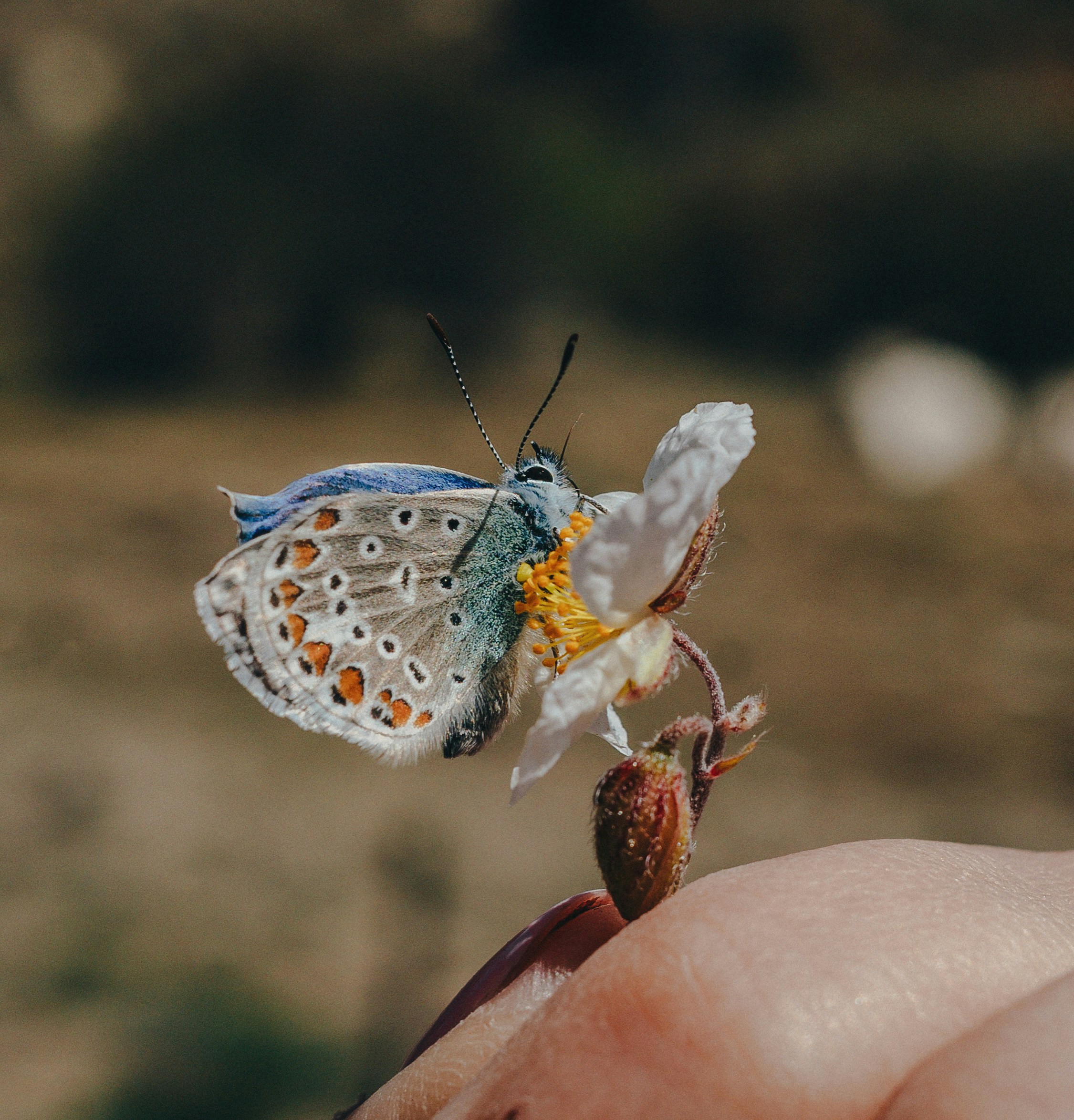 Tiny Blue Lycaenid Perched on a Pale Blossom