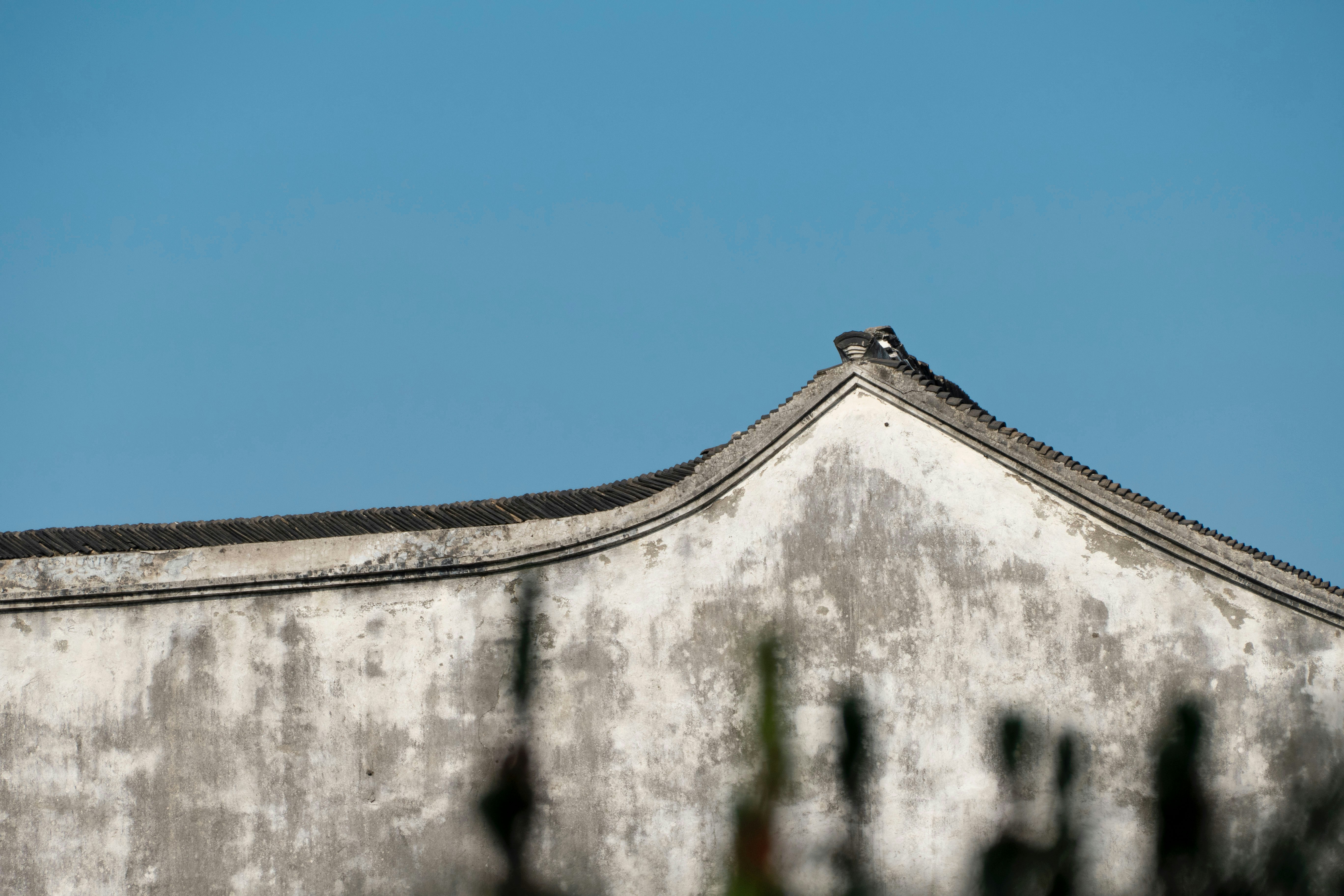 Bird perched on a weathered roof ridge against a clear blue sky. Foreground stems are blurred, drawing attention to the perched subject.