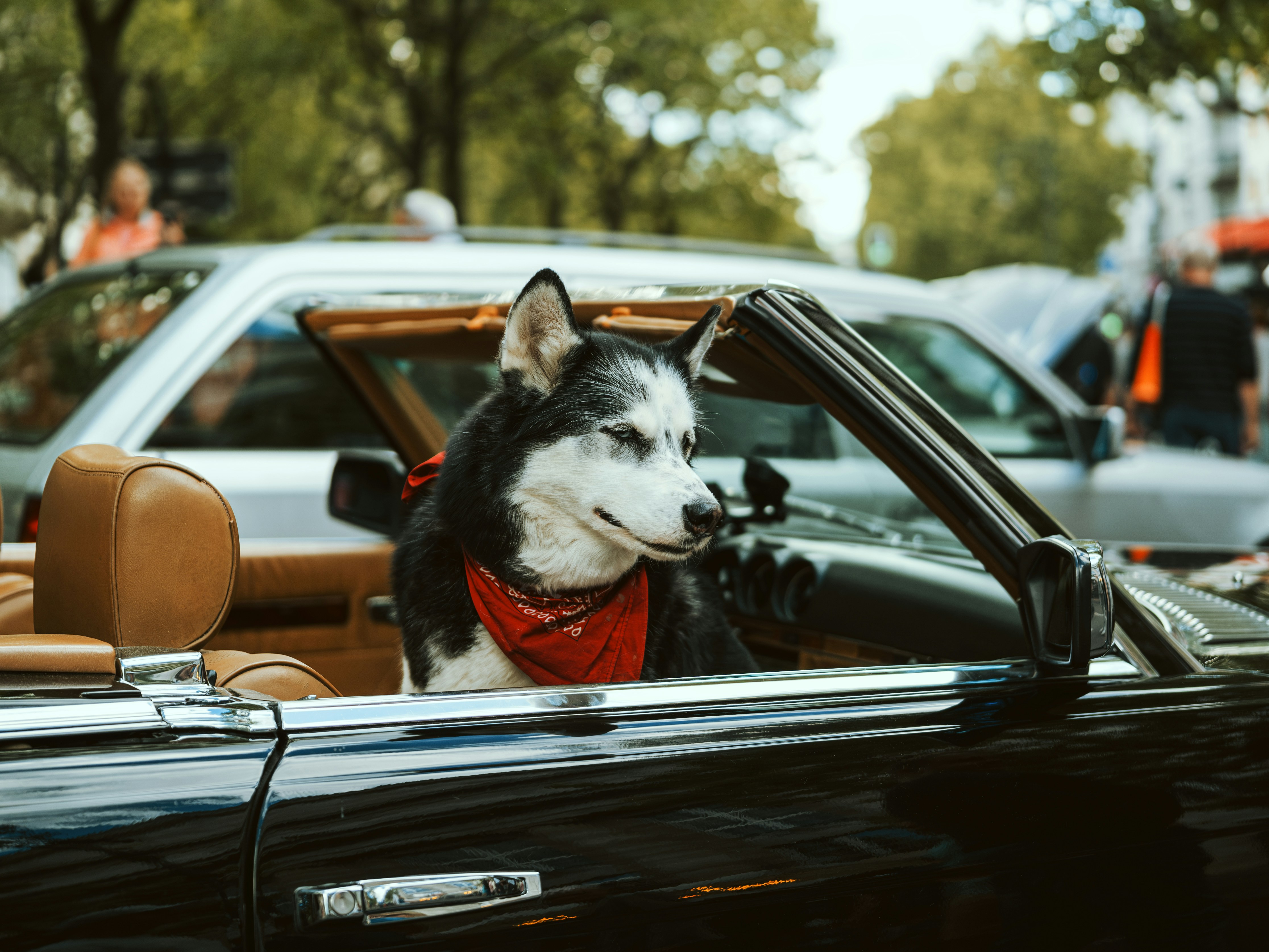 Red-Bandana Husky in a Black Convertible at a Sunlit Car Show
