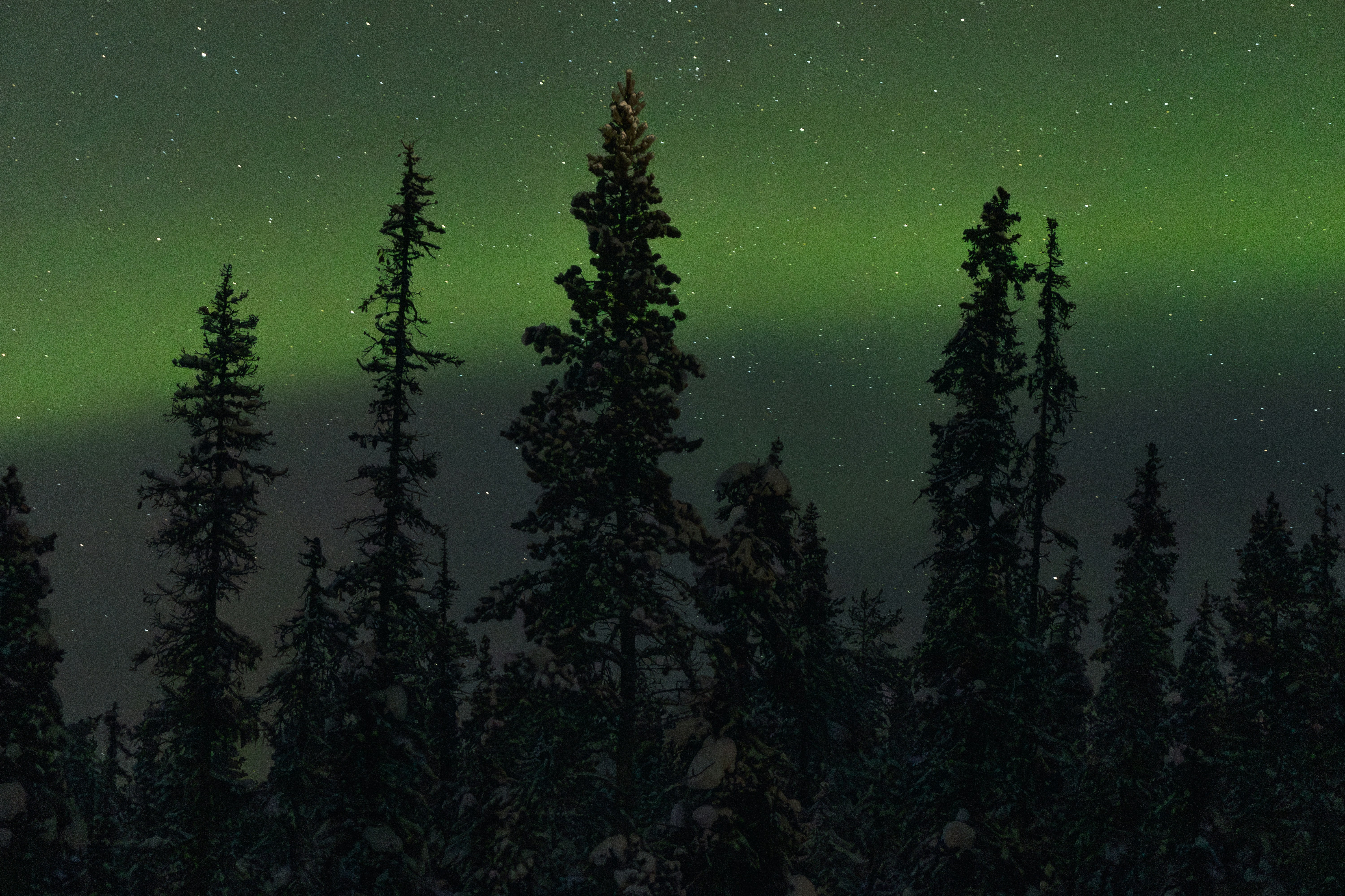 Tall pine trees silhouetted against a vibrant green aurora borealis in a starry night sky.