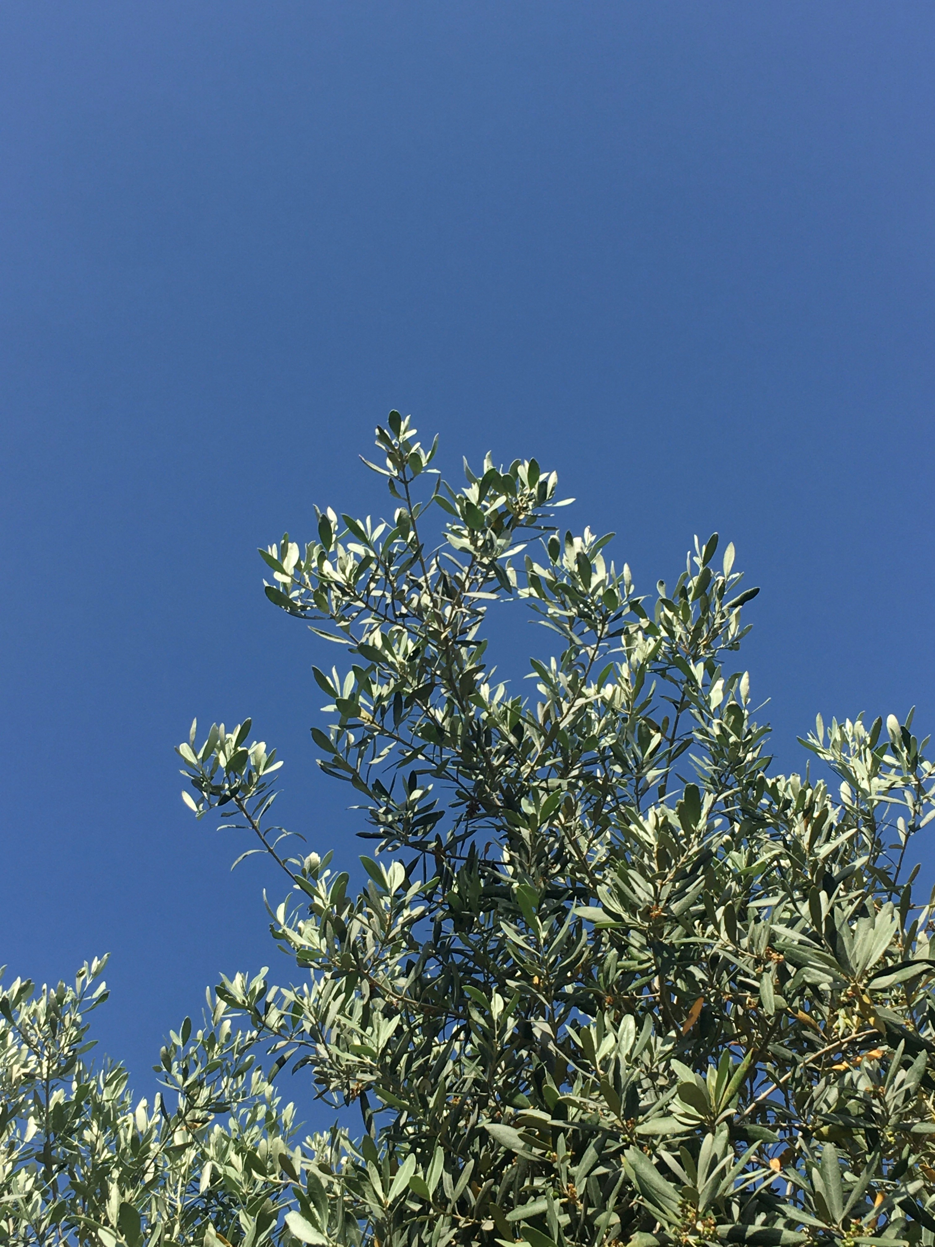 Olive Canopy Reaching into a Cerulean Sky