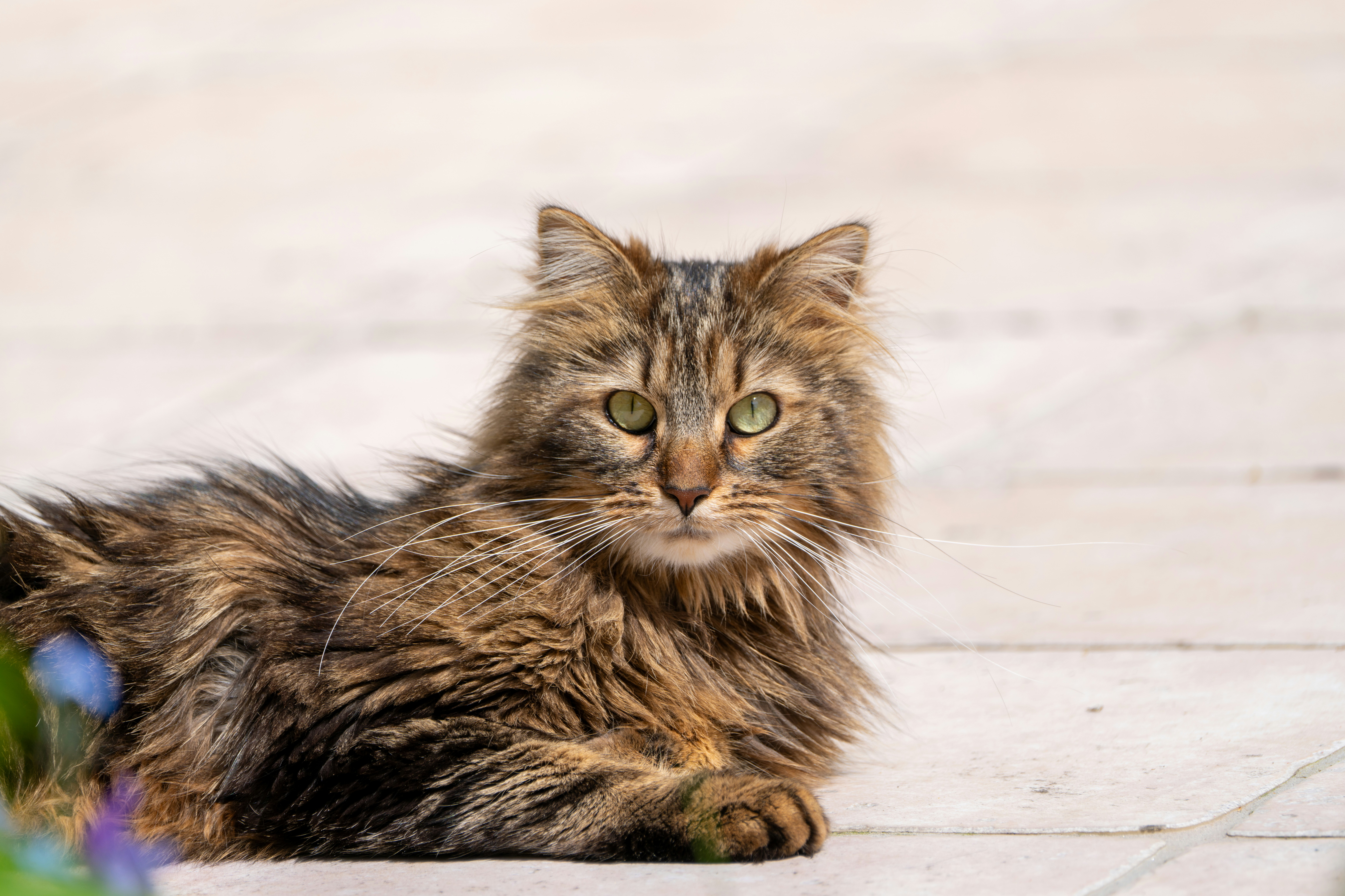 A cute long-haired cat laying on the ground
