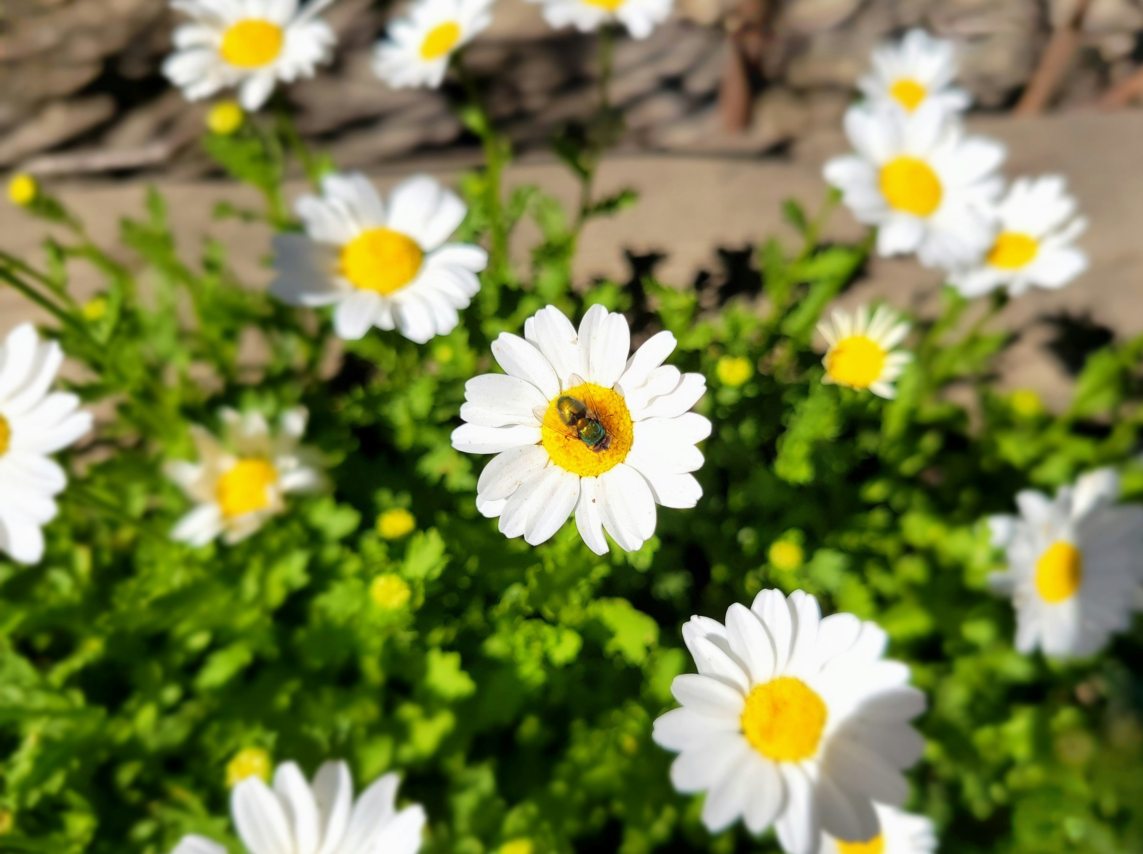 Close-up of white daisies with yellow centers in a lush green field.