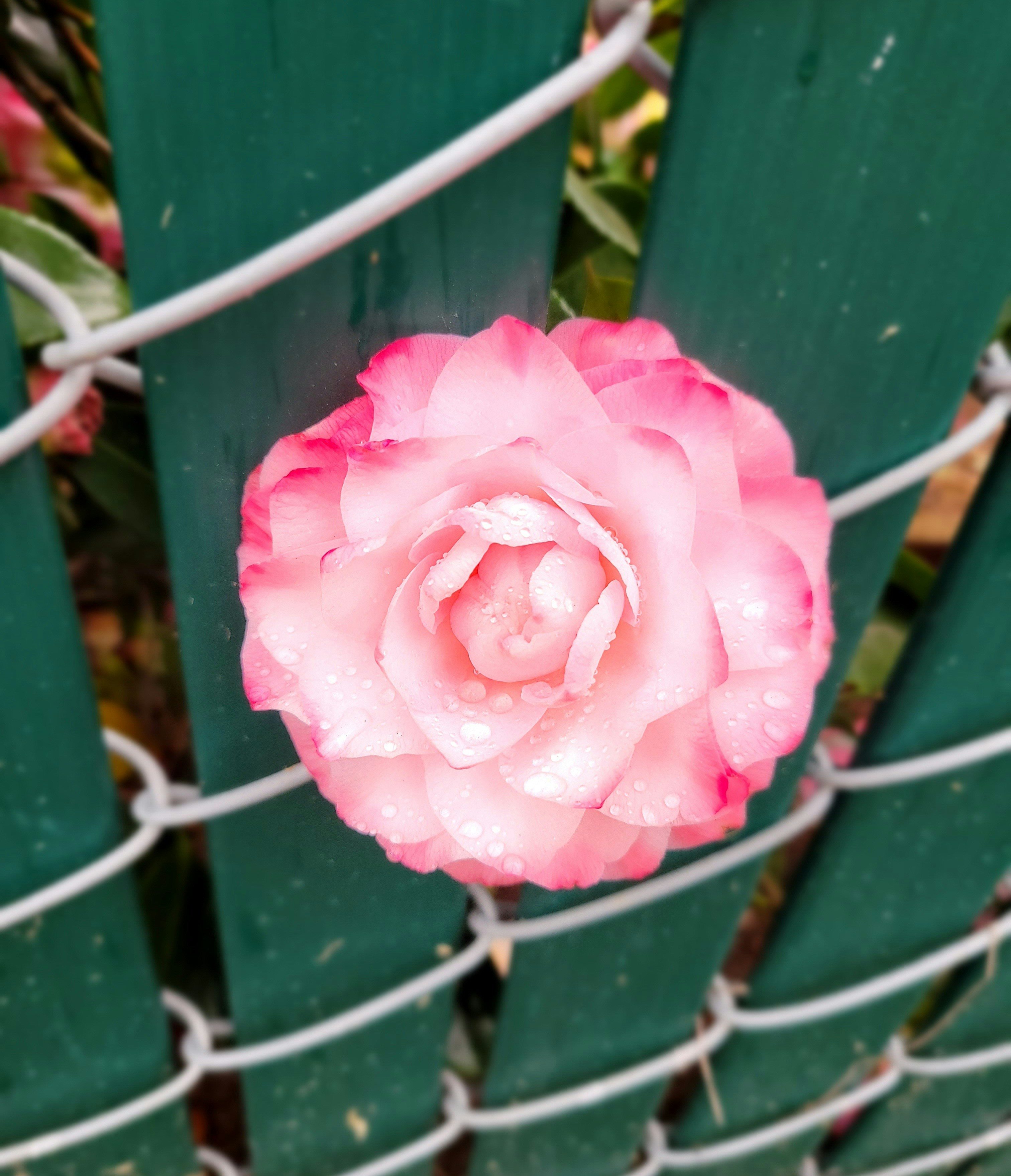 Blossom Amidst the Green