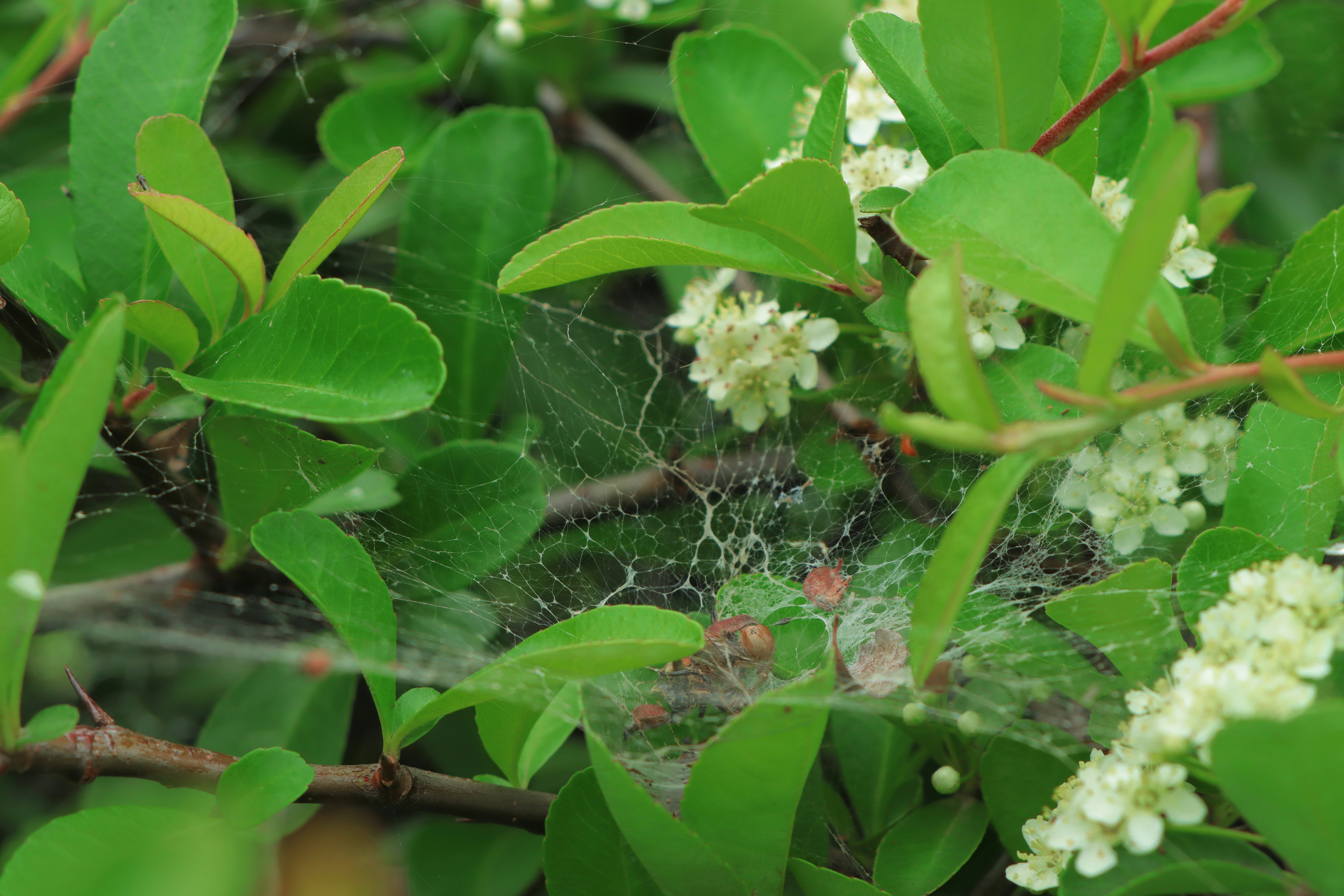 Photo by Bita Eskandari with Canon EOS 90D