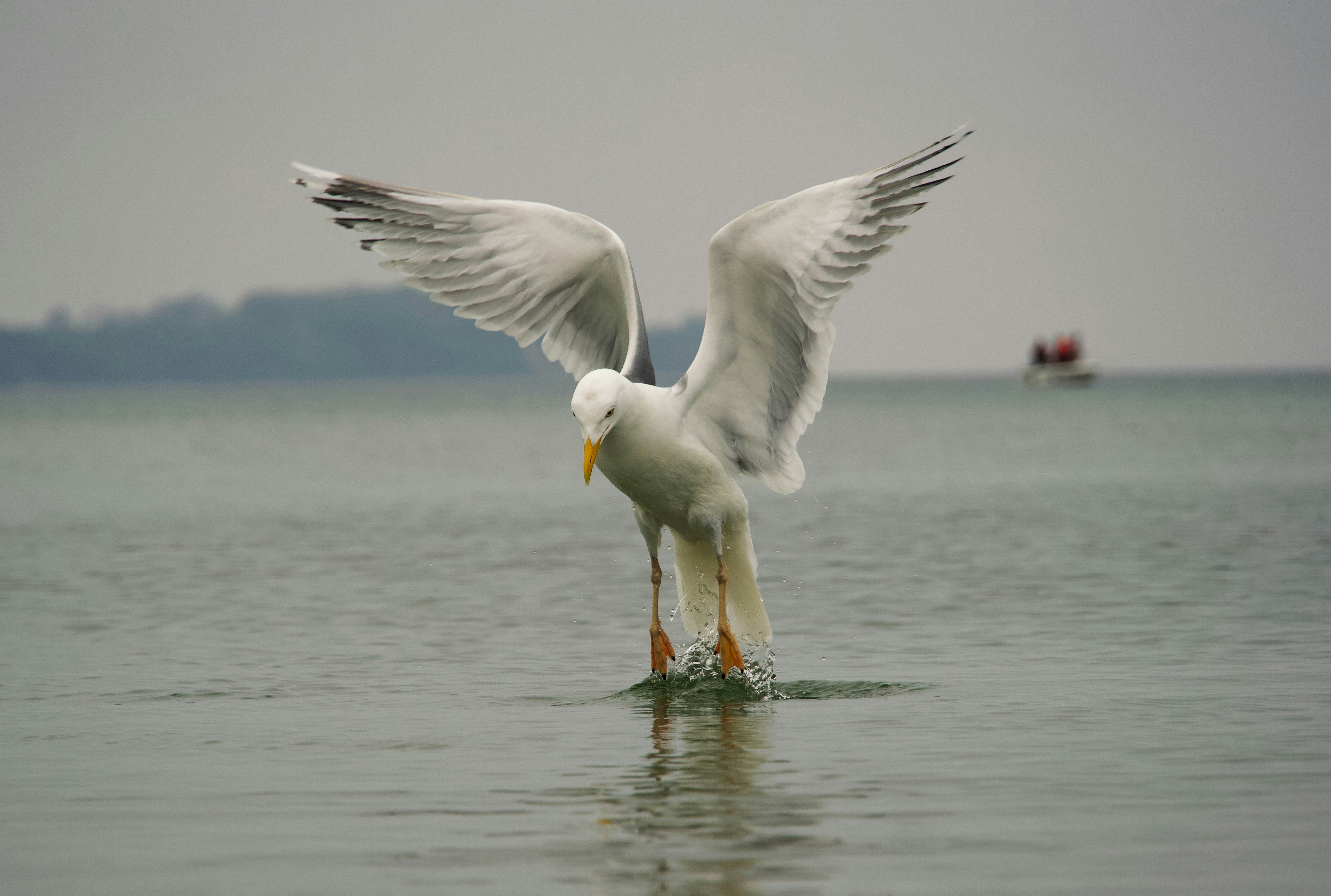 Winged Halt: Seagull Touches Down on a Glassy Gulf