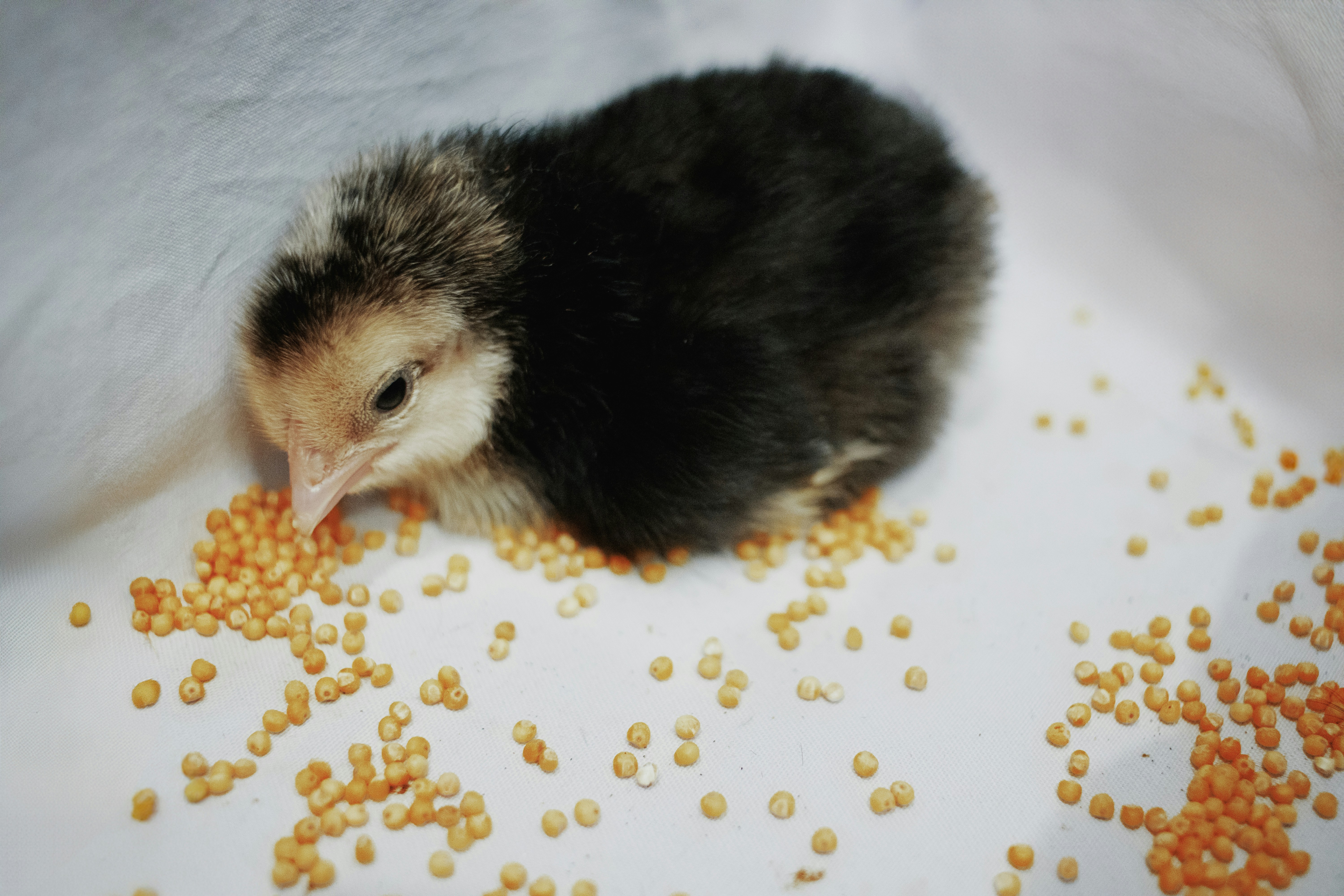 Chicken in a box with grain