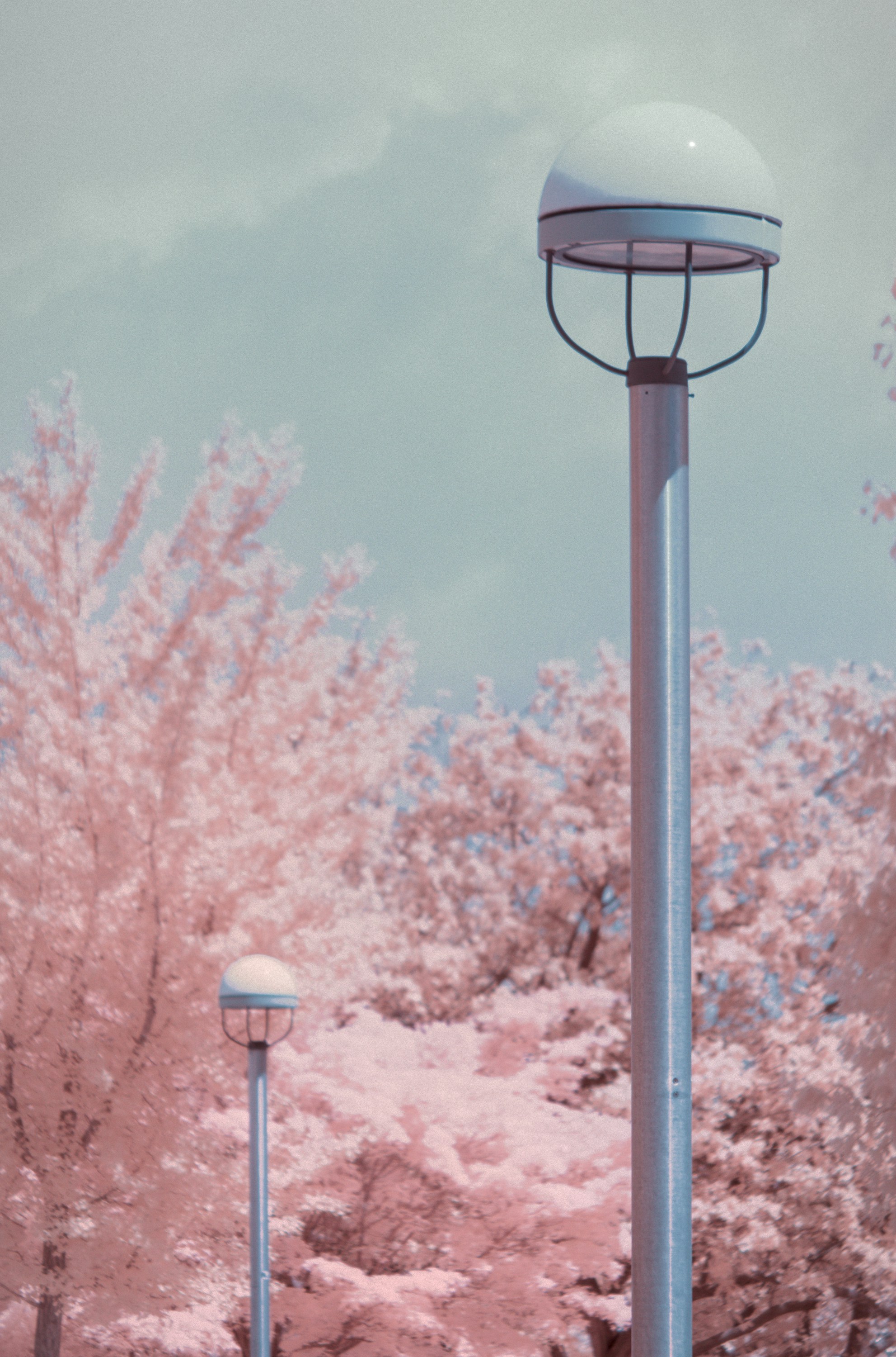 A lamp post in a park with trees in the background photo – Free Spring ...