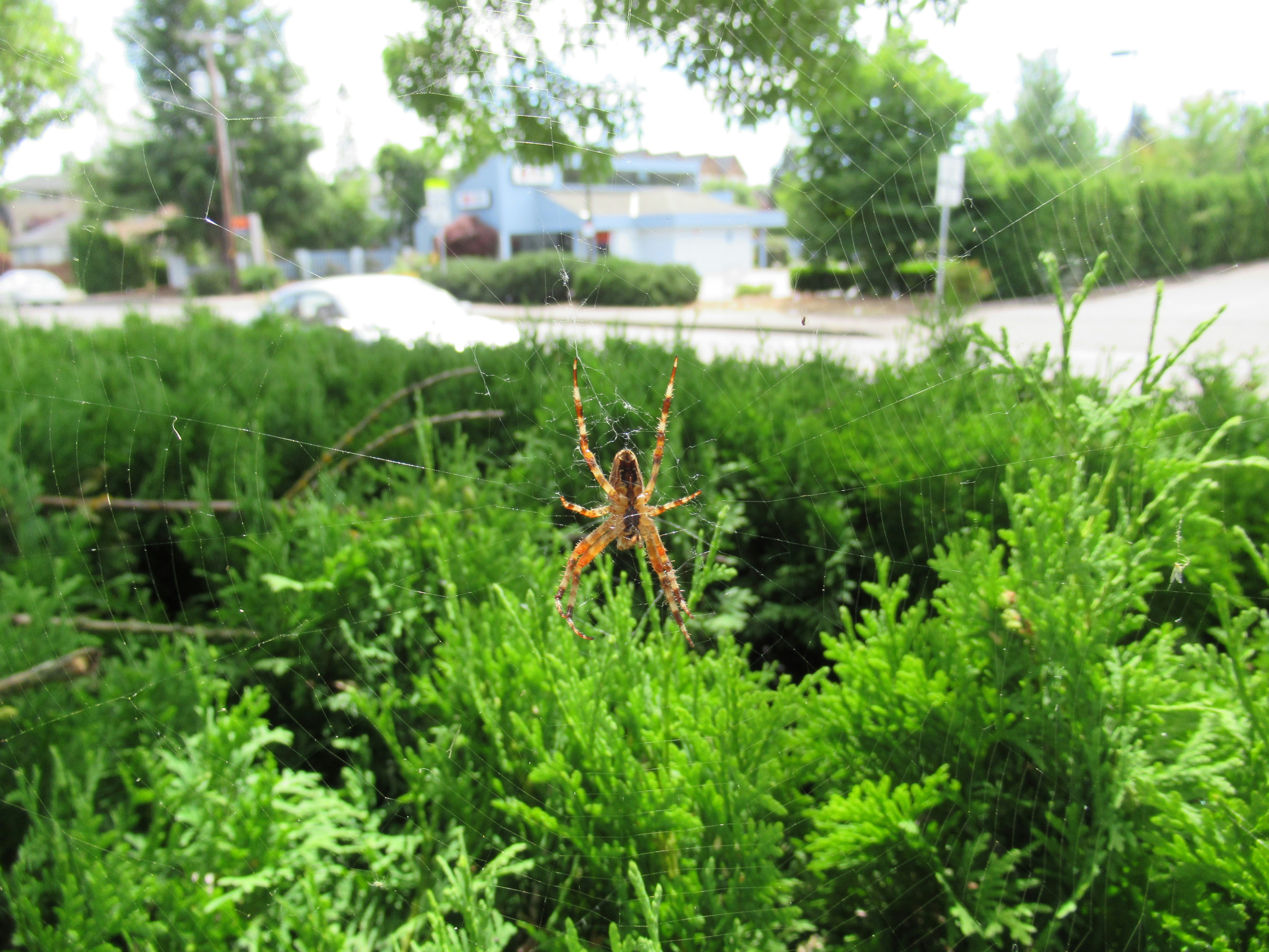 A spider meticulously crafted in its web, surrounded by lush green foliage. The scene captures the delicate balance of nature.