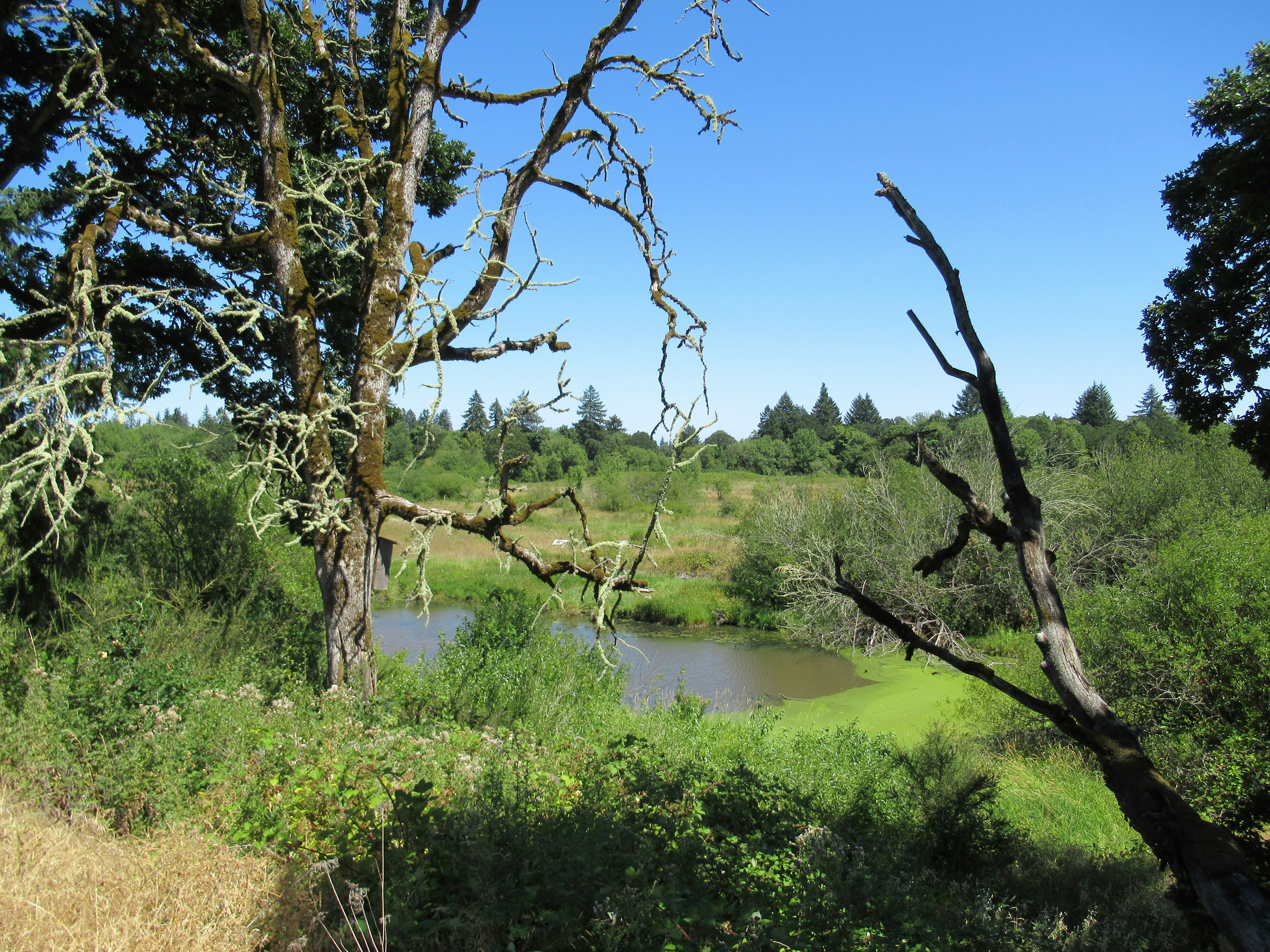 Sunlit meadow surrounds a tranquil pond, framed by twisted trees and lush greenery.