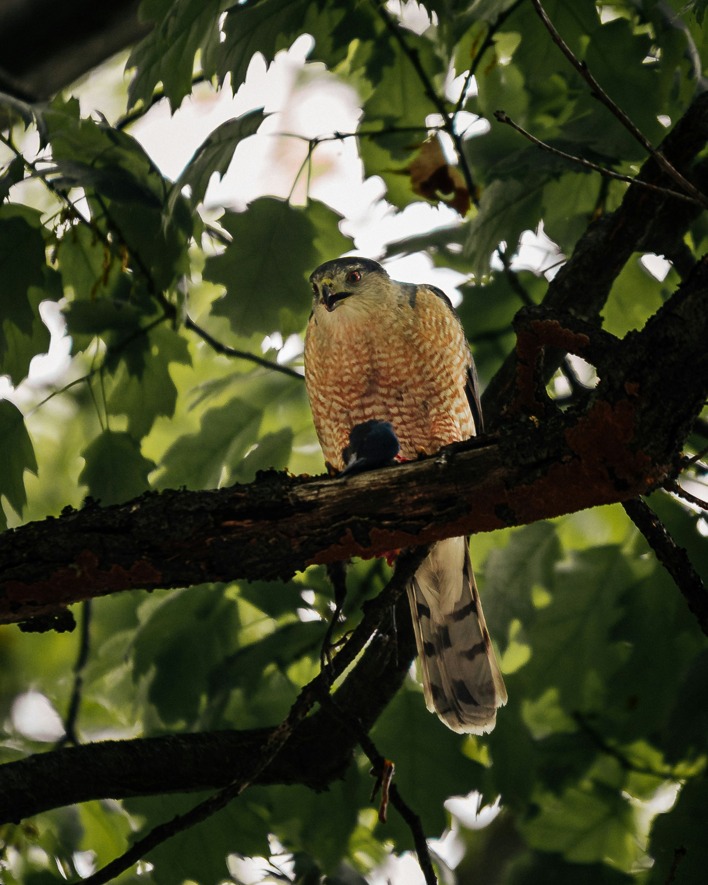 Green Canopy Sentinel: A Hawk Perched on a Mossy Branch