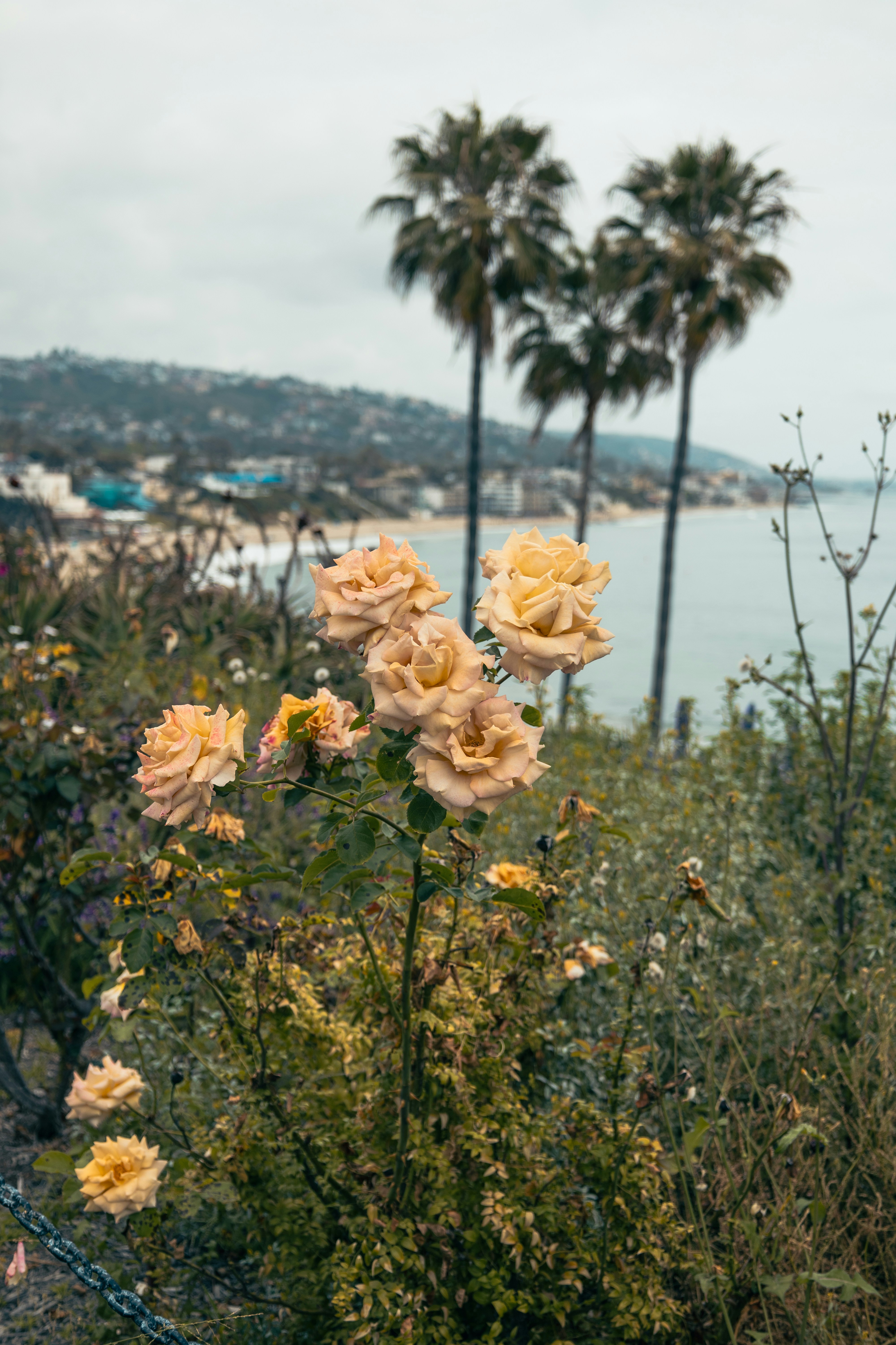 Peach Roses in the Coastal Quiet: Blooming Against a Harbor Backdrop