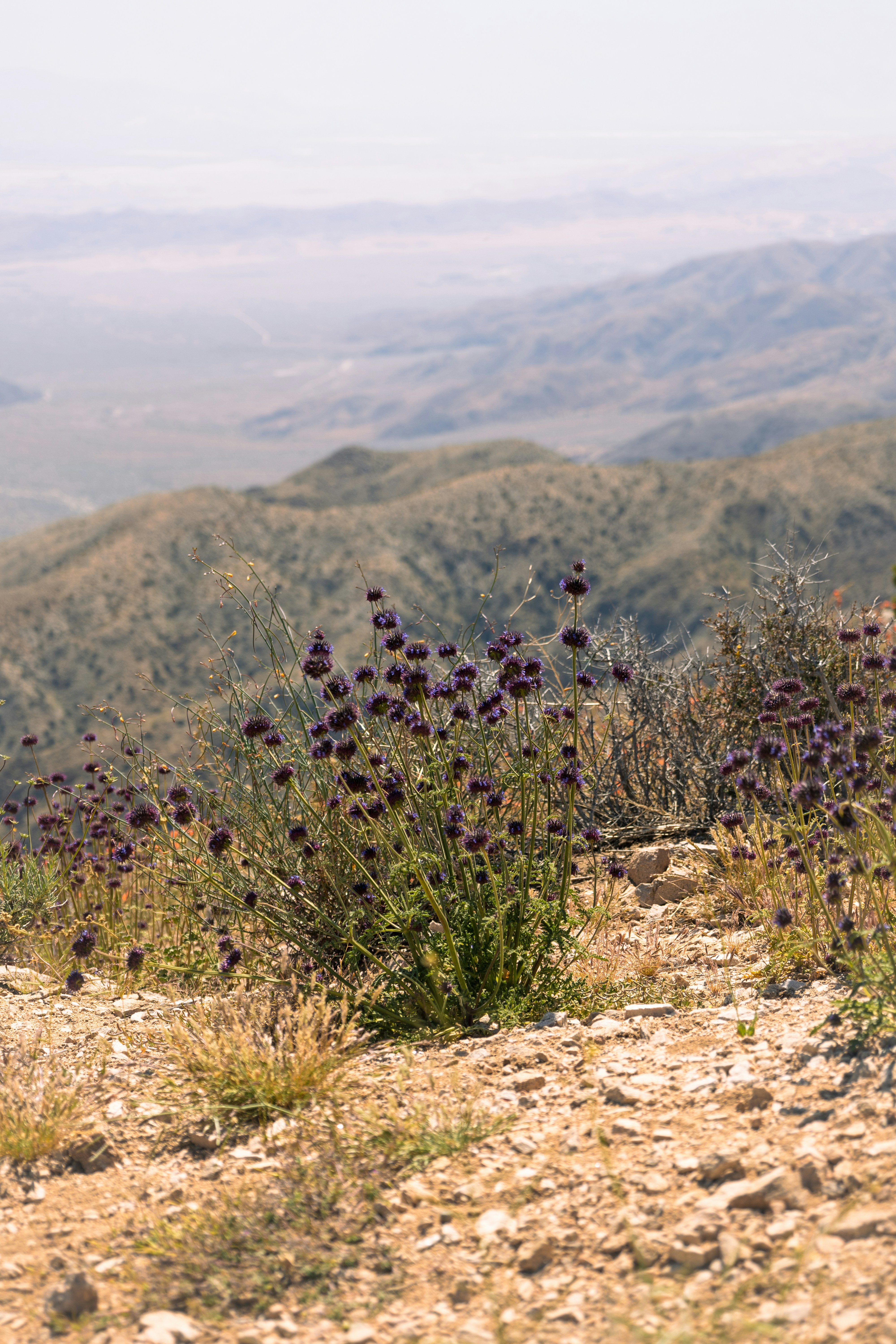 Ridge Bloom: Purple Thistles Guard the Sunlit Crest