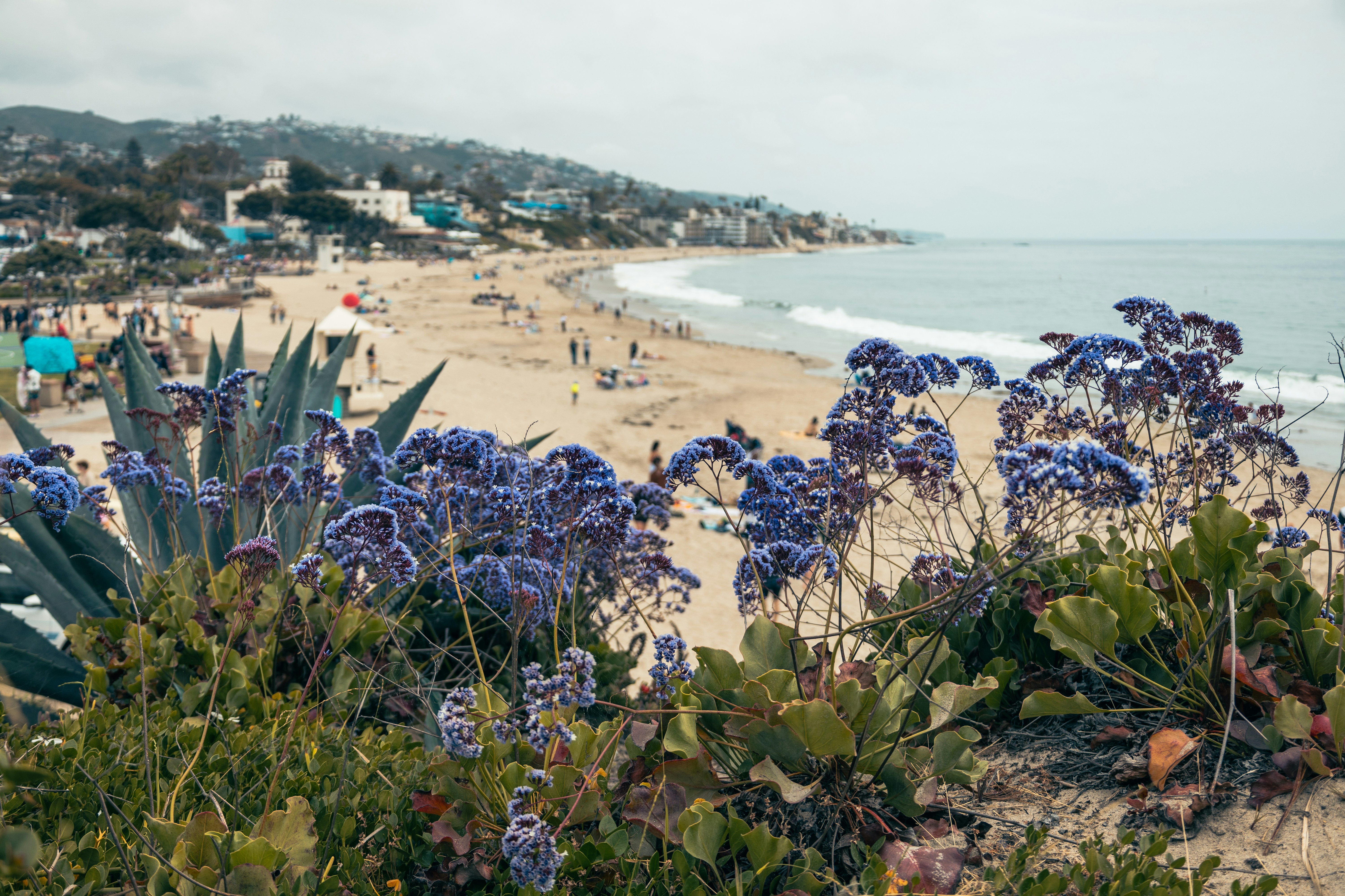 A beach filled with lots of purple flowers next to the ocean photo ...