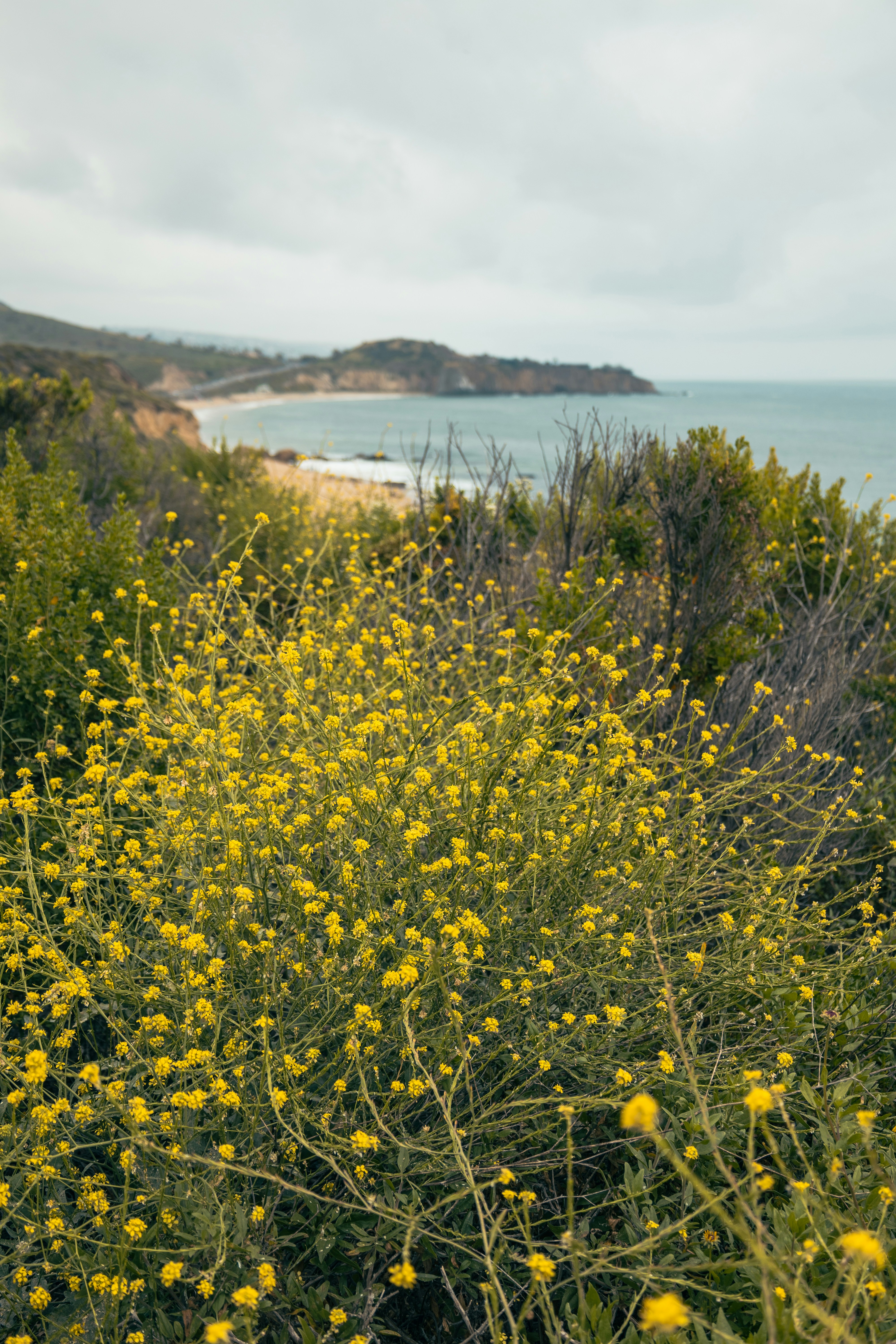Coastal Bloomline: Golden Wildflowers Framing a Wind-Washed Seascape