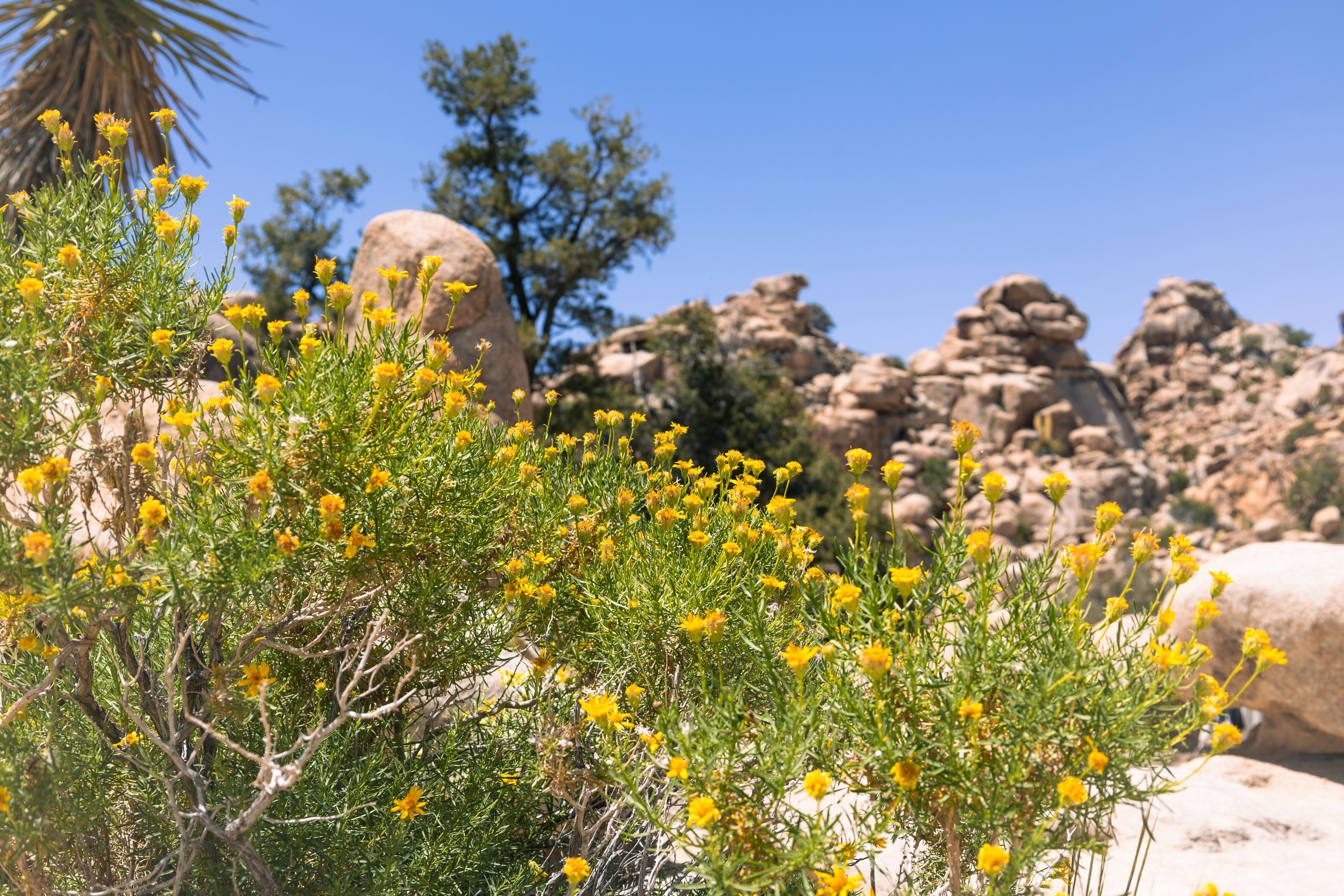Sunlit Desert Flora Against Weathered Stone Towers