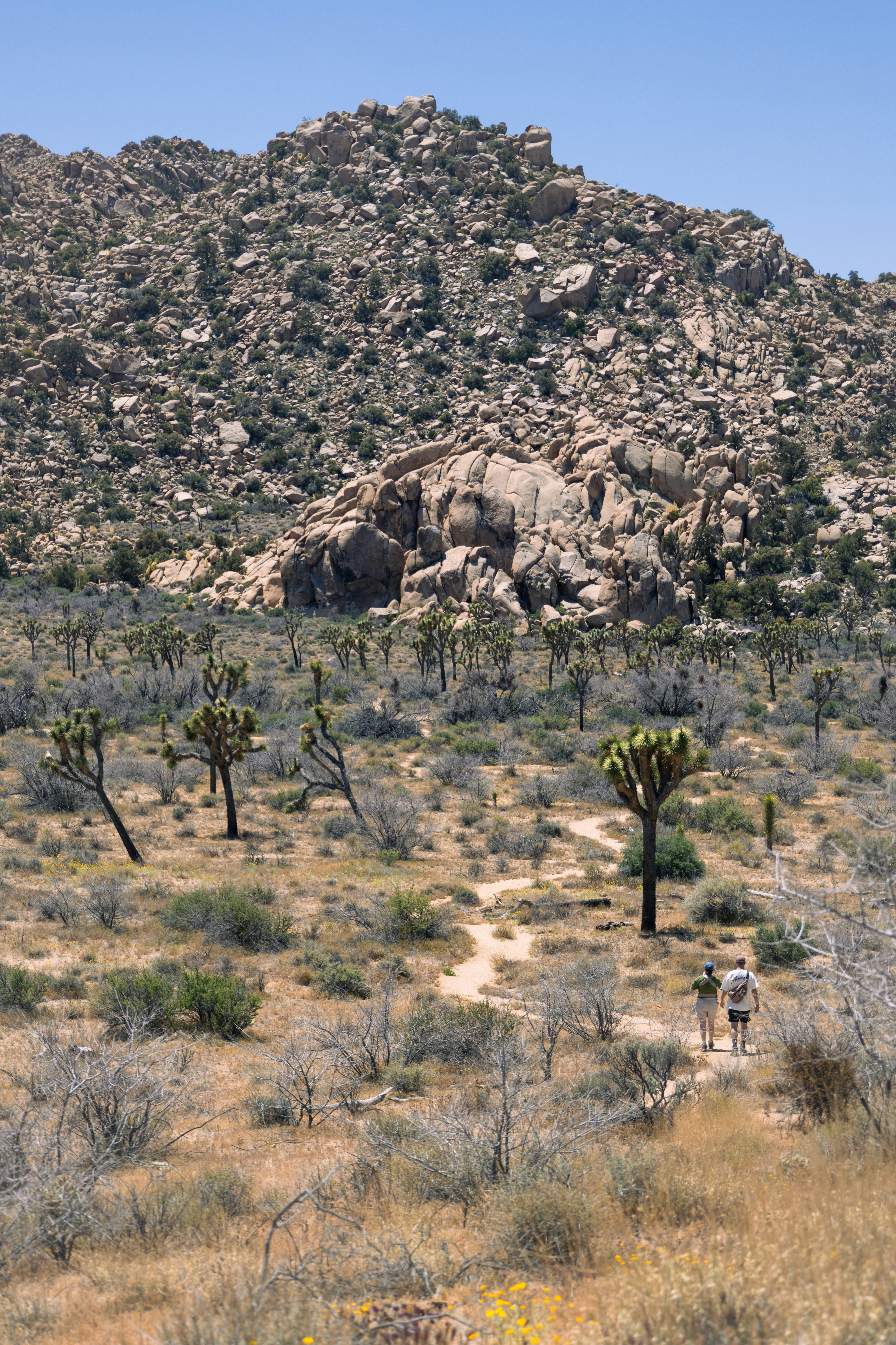 Desert Trail Beneath the Rugged Granite, Where Joshua Trees Meet the Horizon