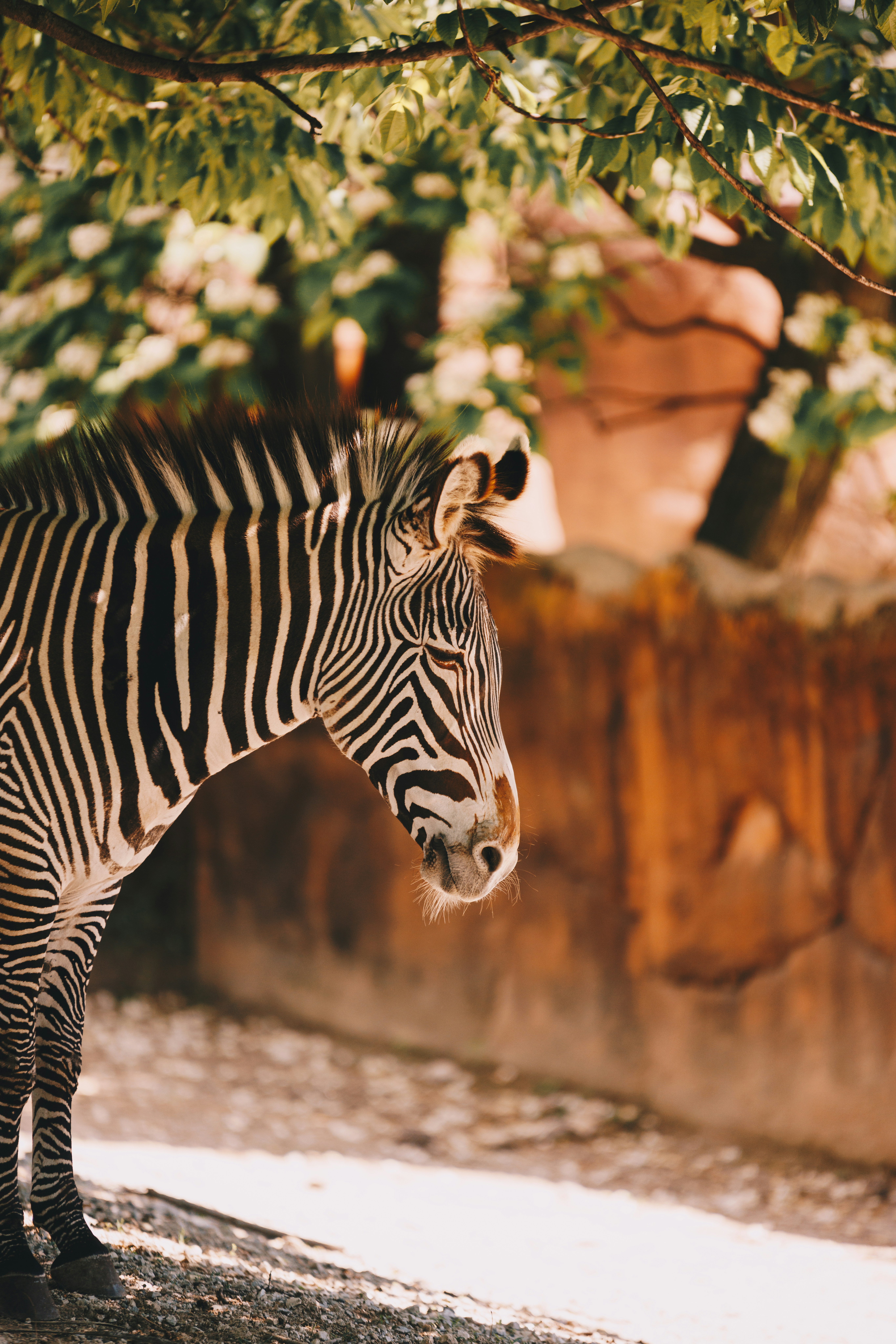 Profile in Stripes: Zebra Beneath a Sunlit Canopy