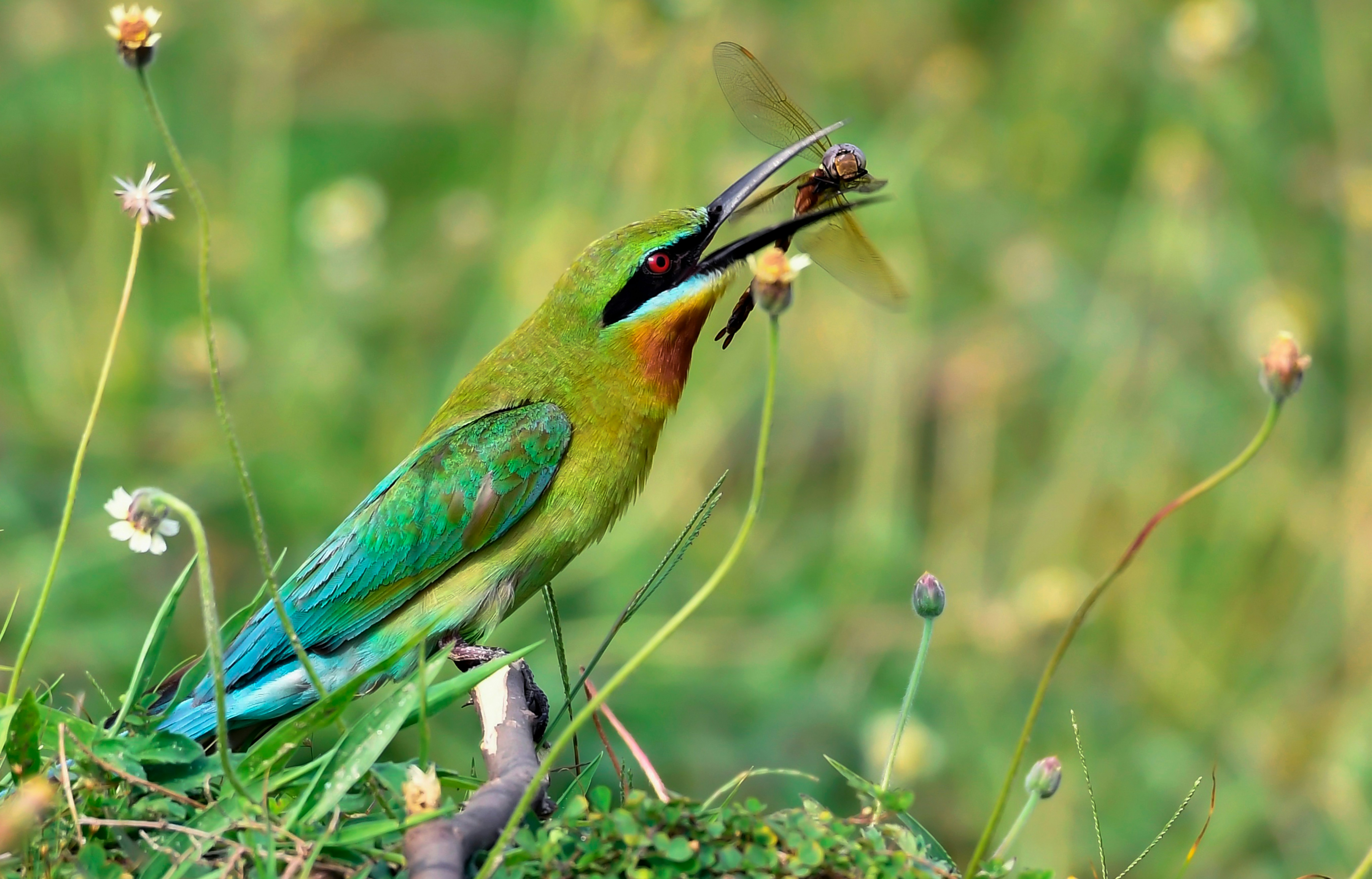 A green bird with a bug in its mouth photo – Free Keraniganj Image on ...