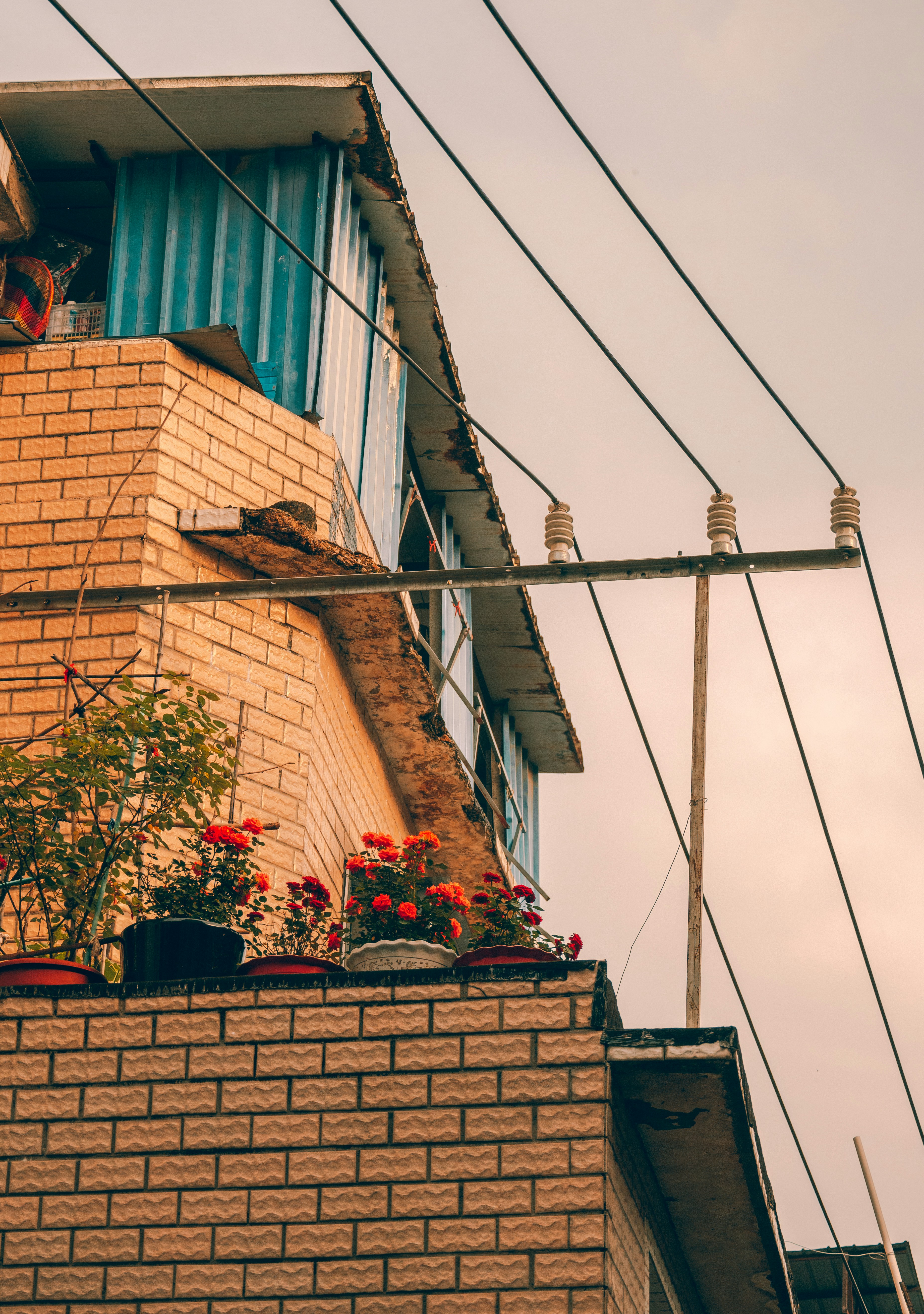 Urban Oasis: A Rooftop Garden Amidst the Concrete