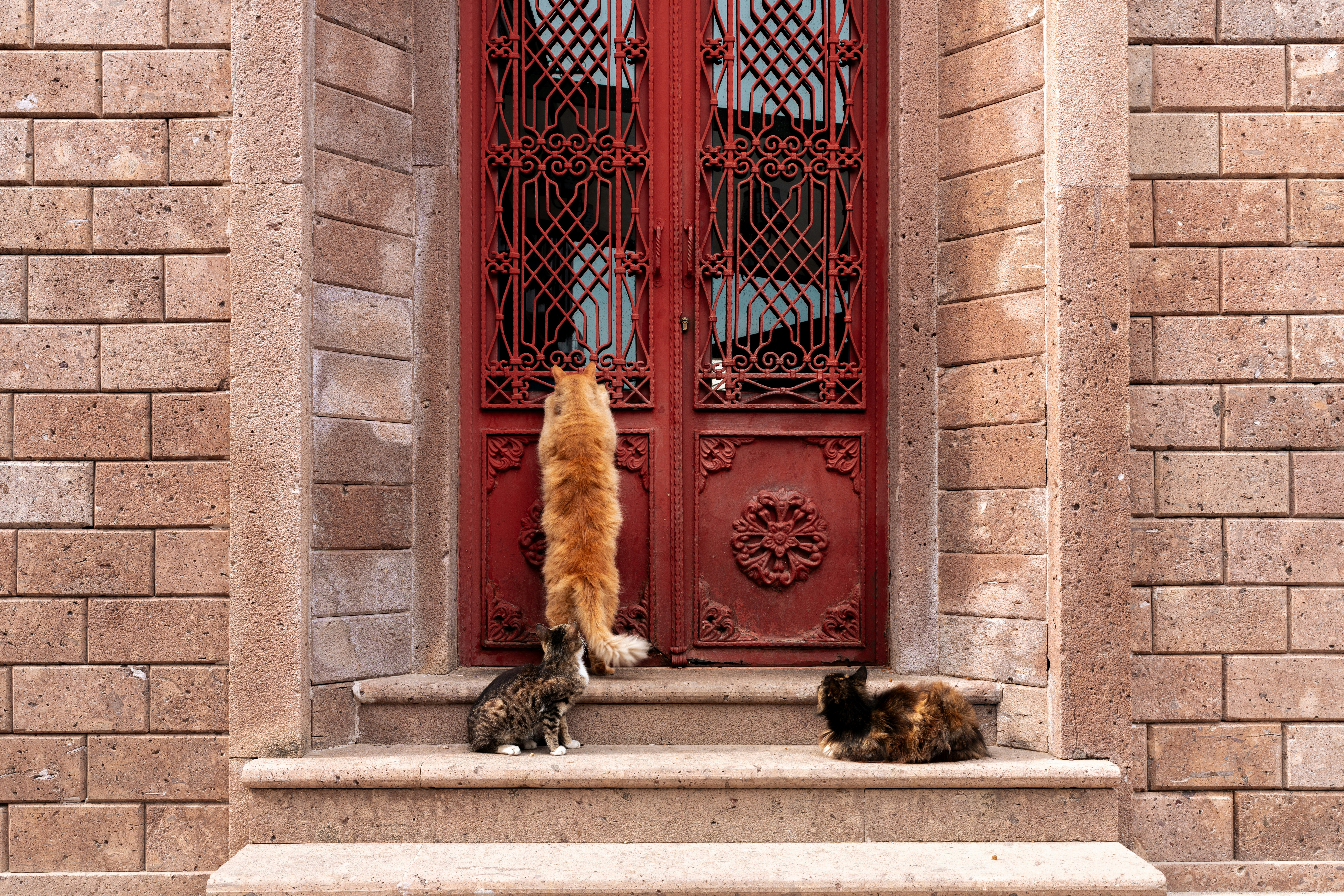 Cats waiting in front of an old house entrance, one of them looking inside for a possible snack opportunity.