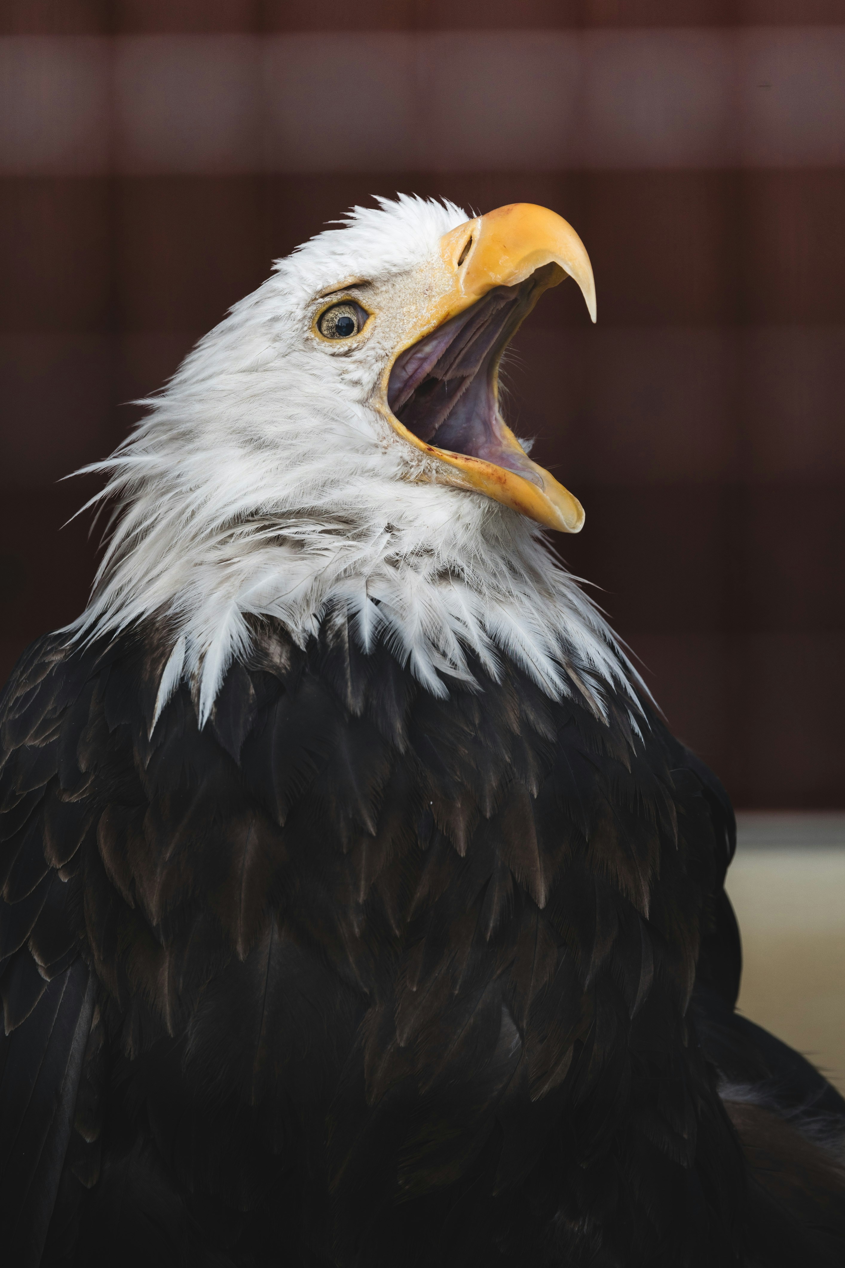 A bald eagle with its mouth open showing teeth photo – Free Animal Image on Unsplash