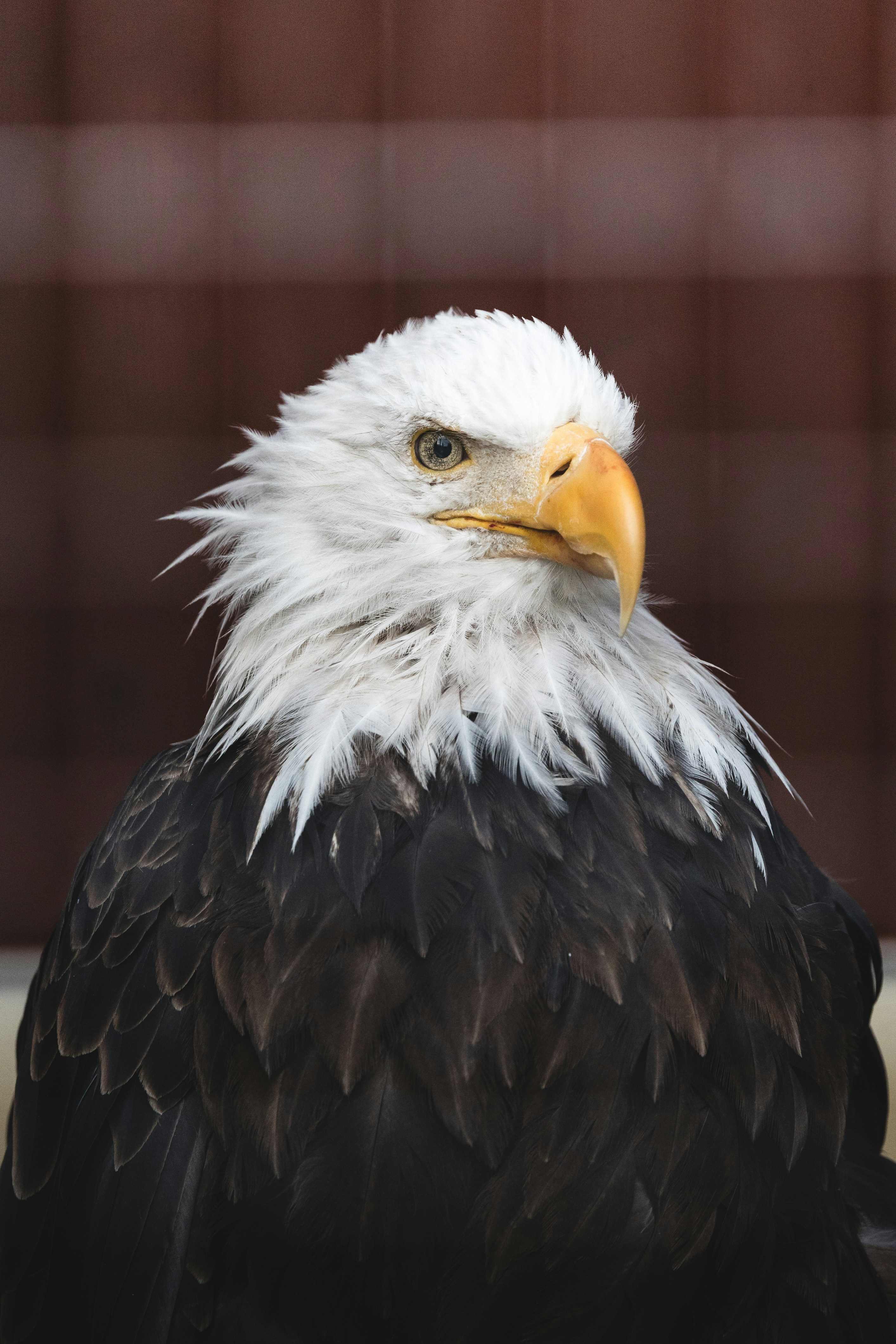 A bald eagle with white and black feathers photo – Free Animal Image on ...