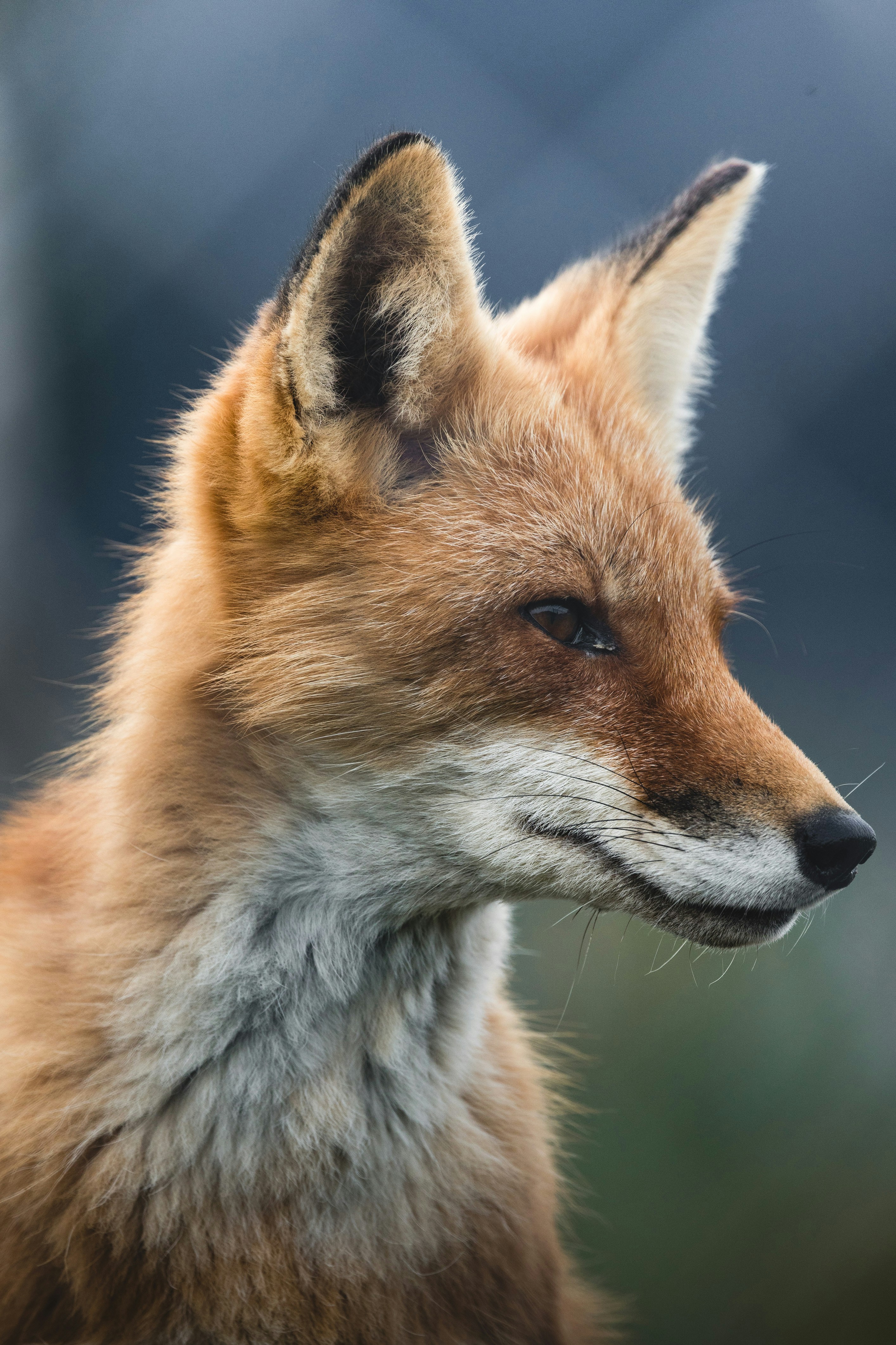 A close up of a fox with a blurry background photo – Free Animal Image ...