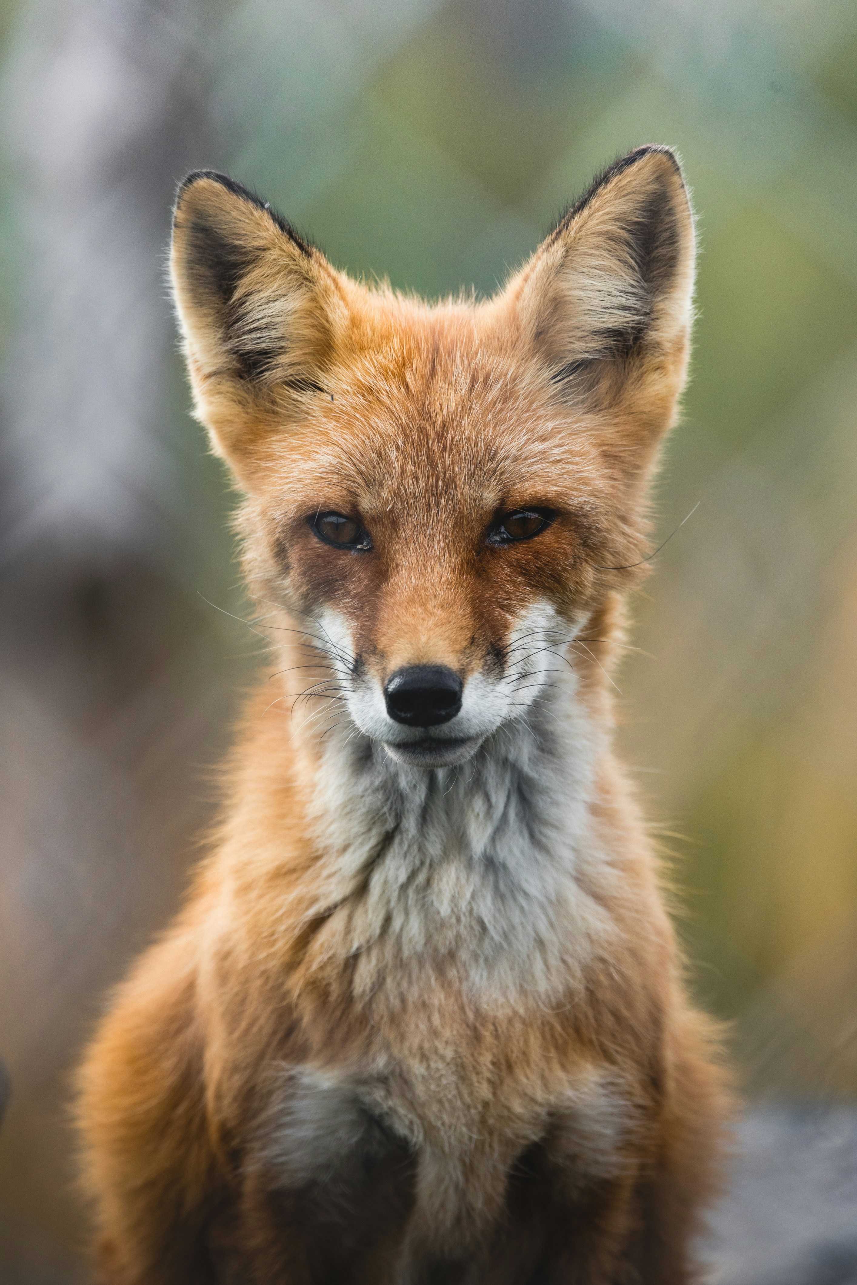 A close up of a fox with a blurry background photo – Free Wildlife ...