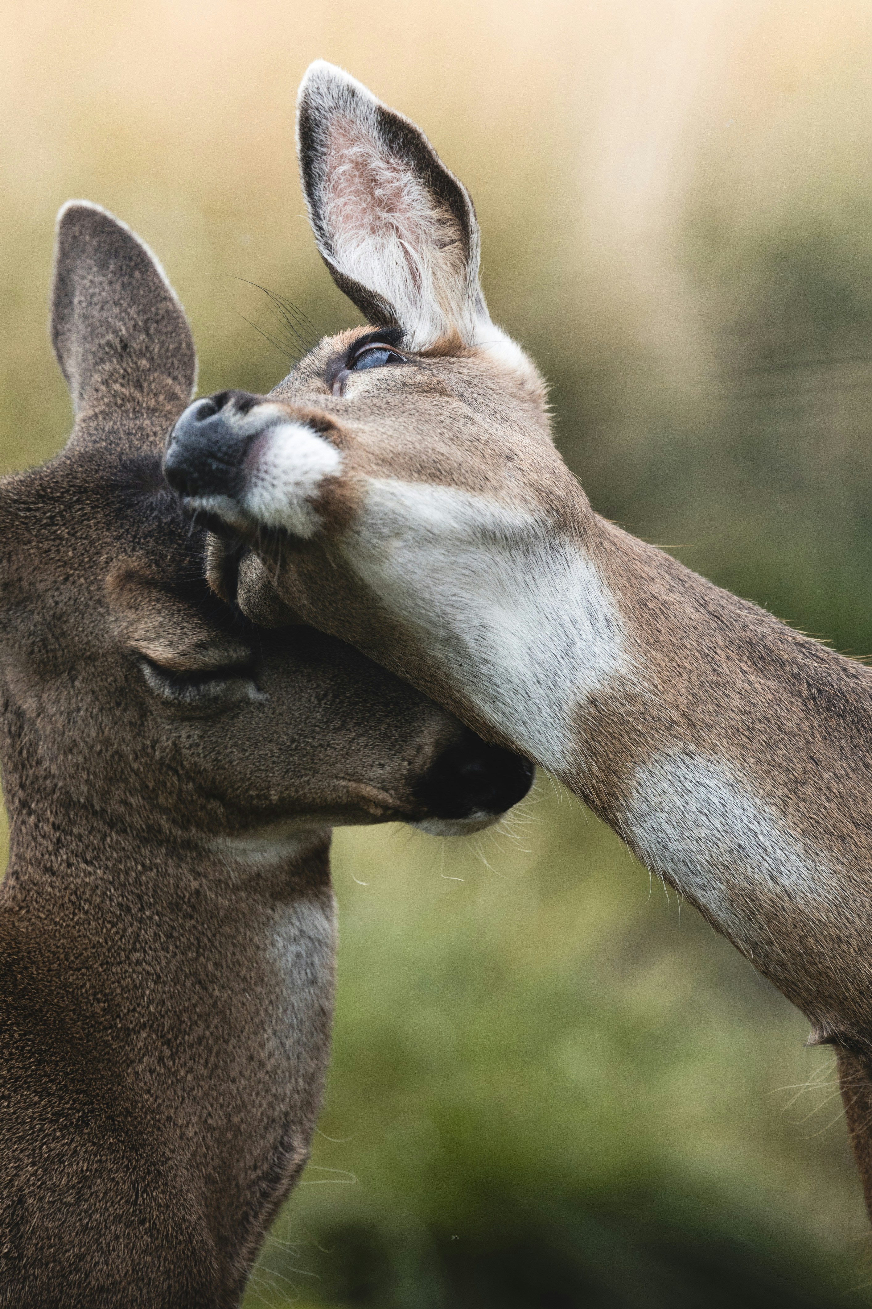Close-Up Nuzzle: A Quiet Moment Between Two Deer