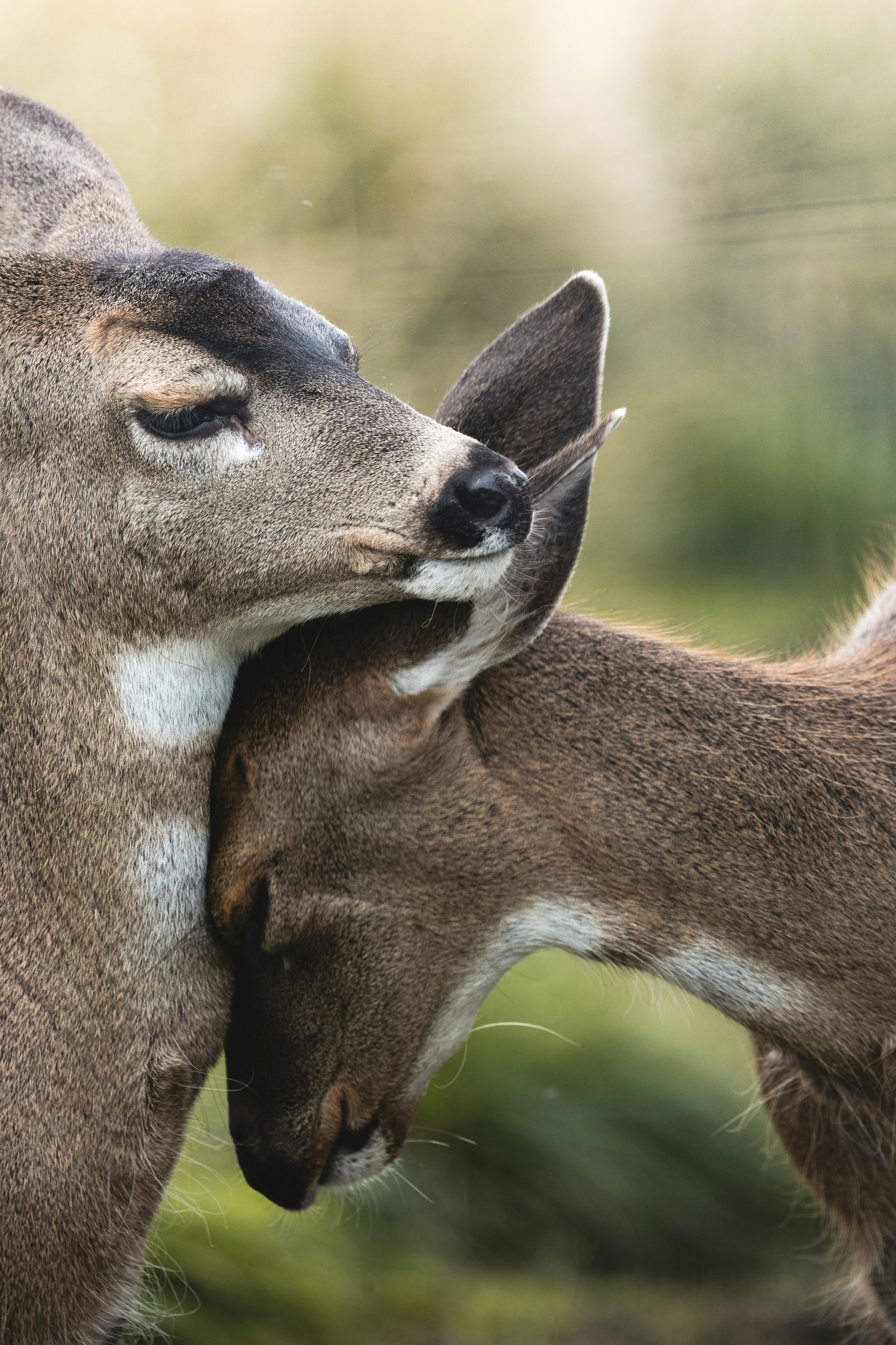 Pasture Bond: A Deer Pair's Gentle Nuzzle in Soft Light