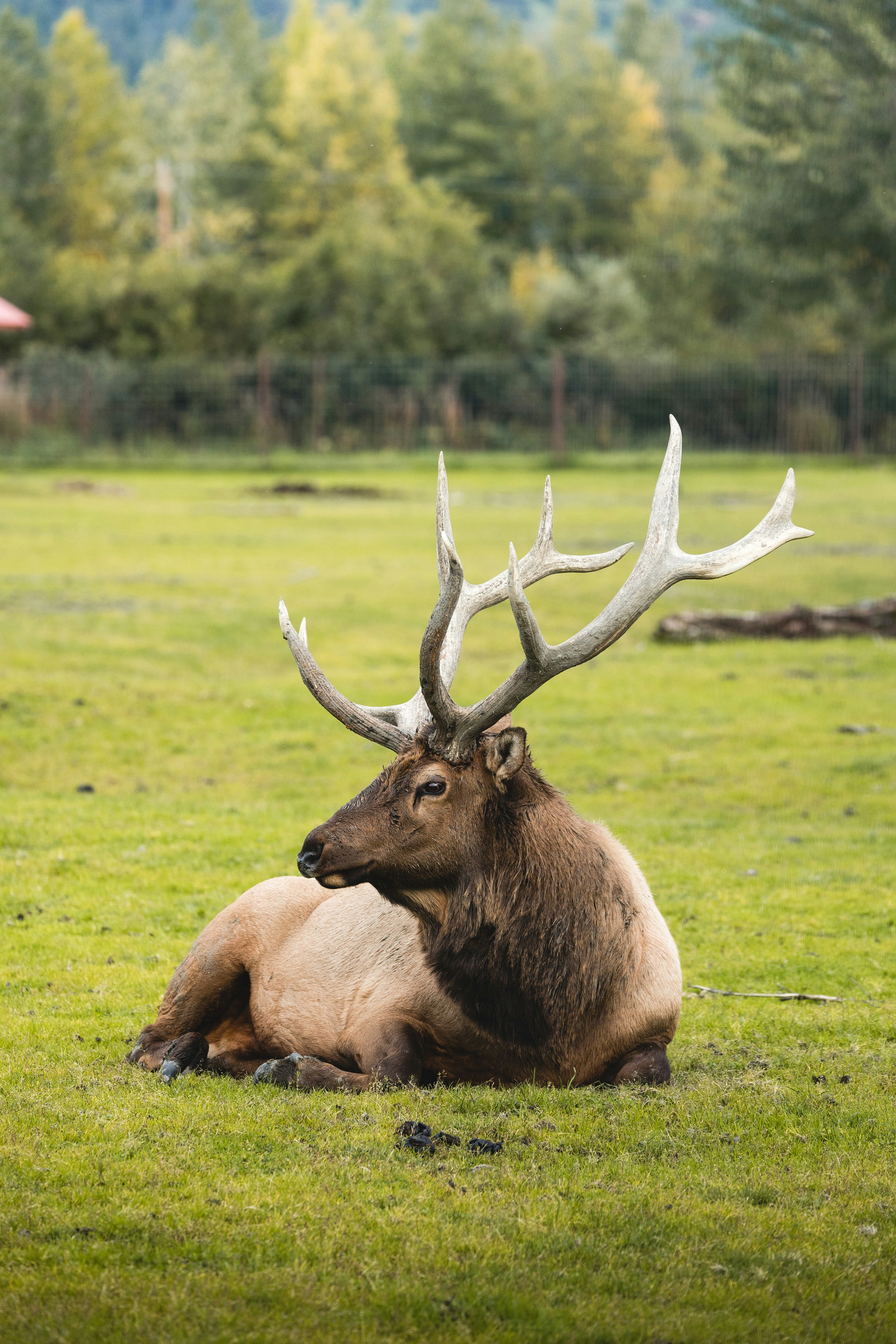Resting Elk under Broad Antlers in a Sunlit Meadow
