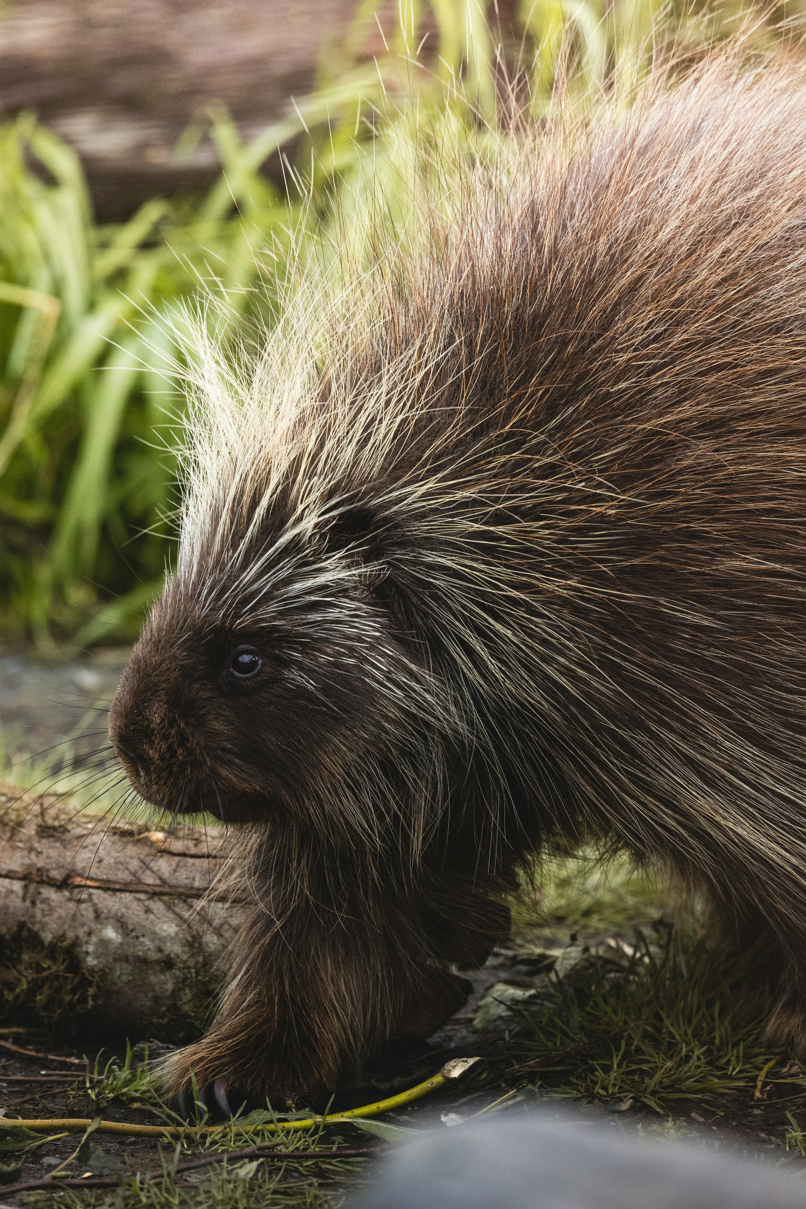 Cozy Foraging Porcupine in Garden Edge Light