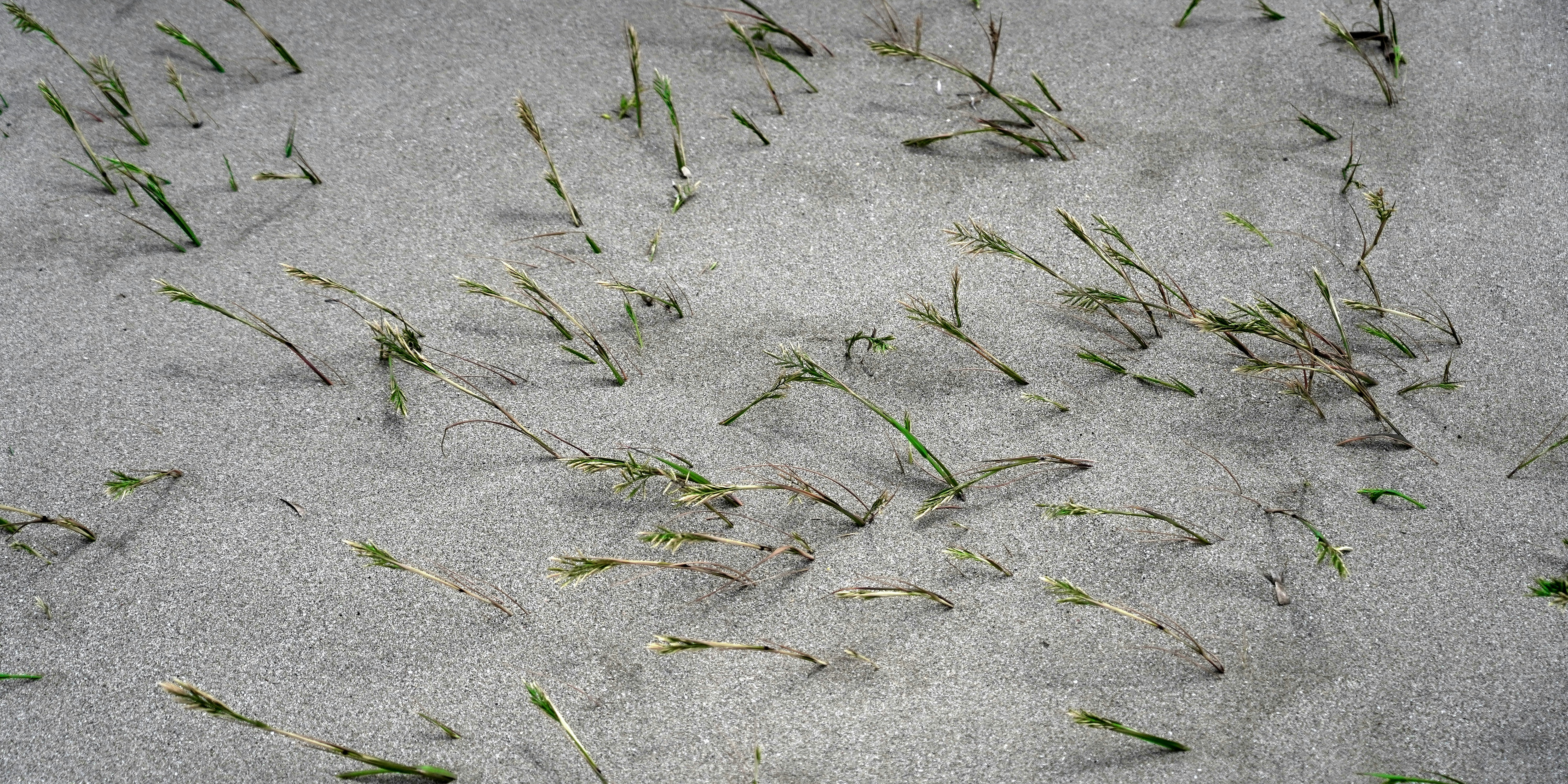 Grass Threads on Wind-Worn Sand