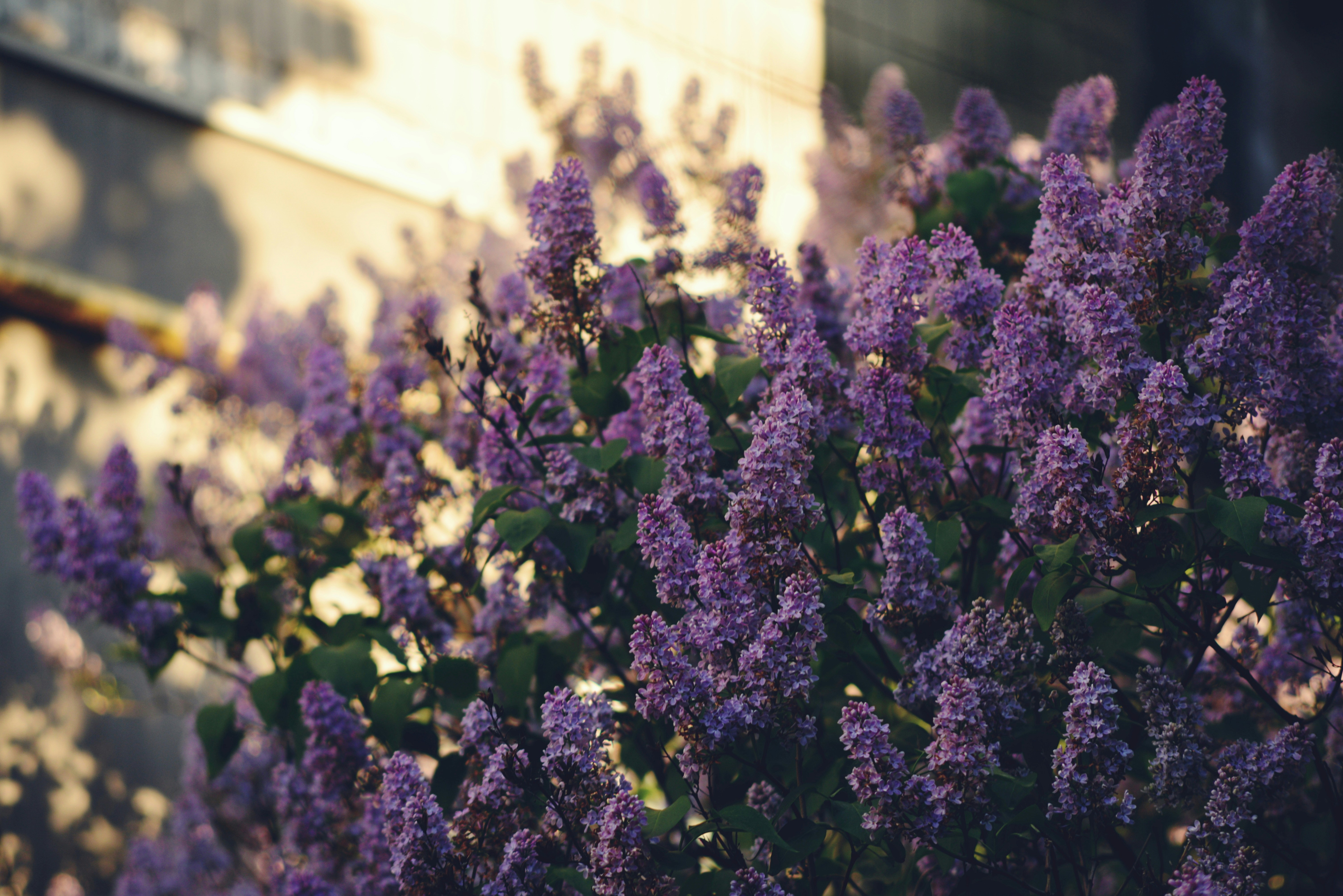 Lavender blossoms glow under warm evening light with a shallow depth of field and blurred background, spotlighting the cluster in the foreground. The scene resembles a garden shrub arrangement.