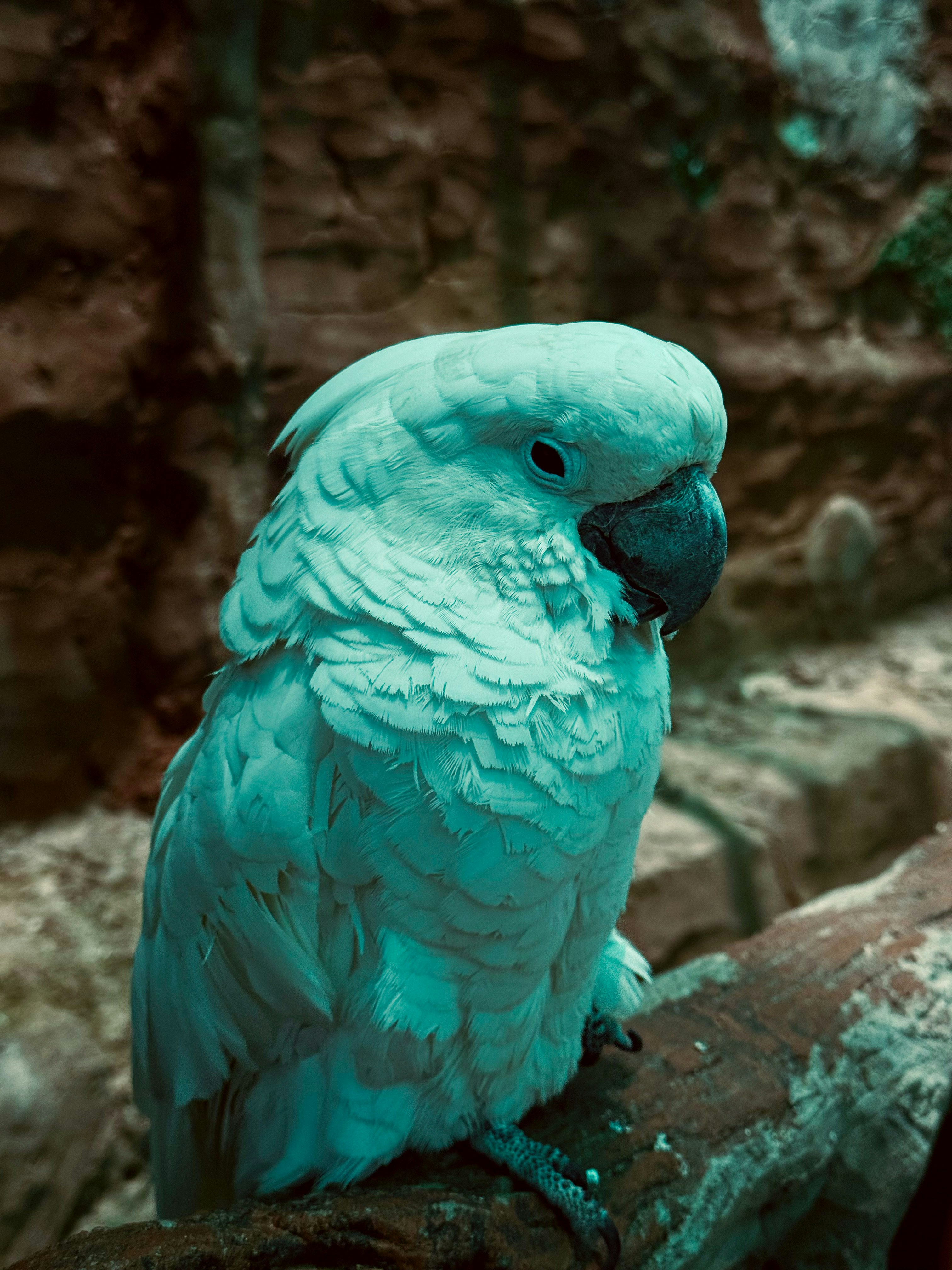 Whispers of the Feathered Guardian