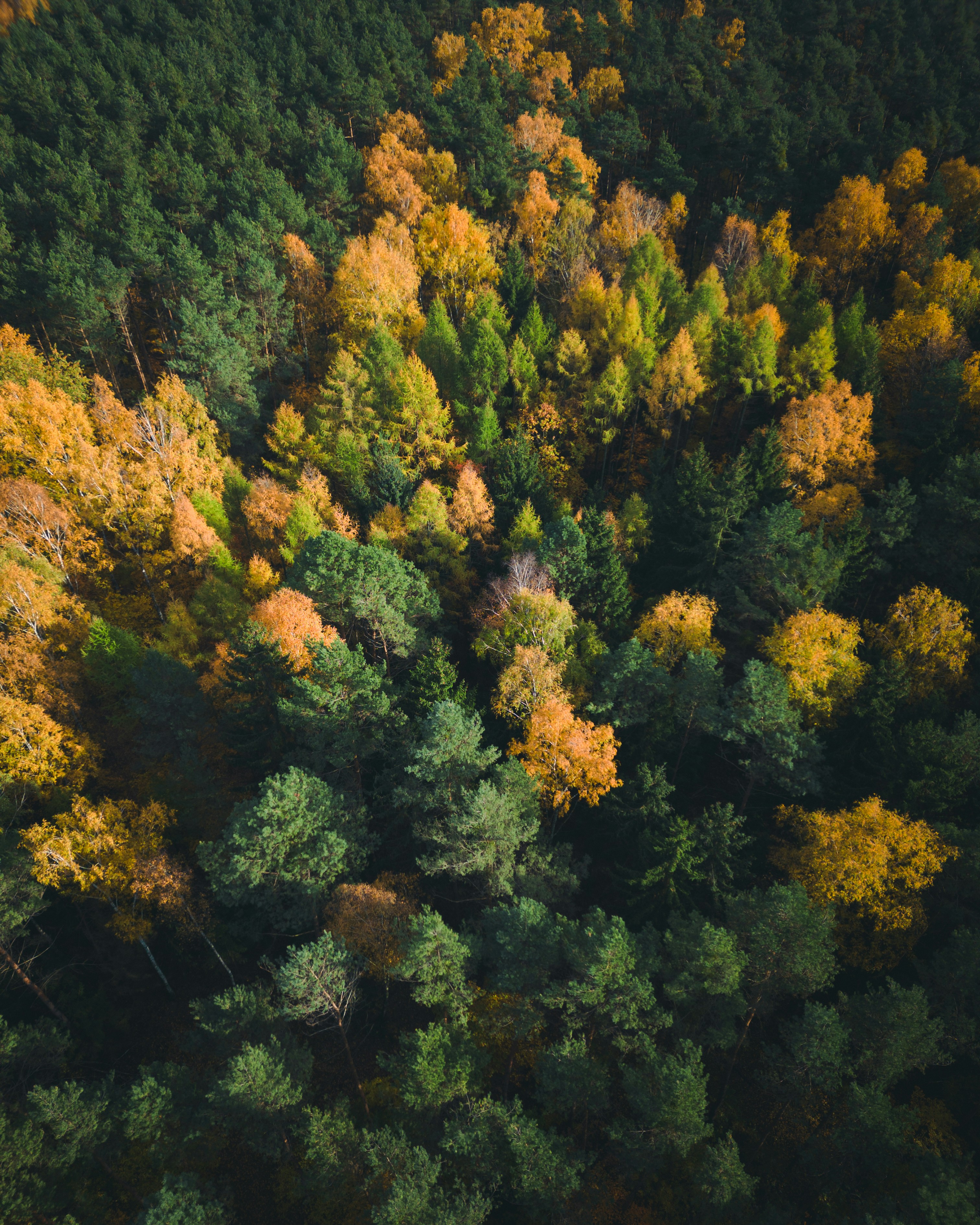 Vibrant autumn foliage interspersed with evergreen pines viewed from above.