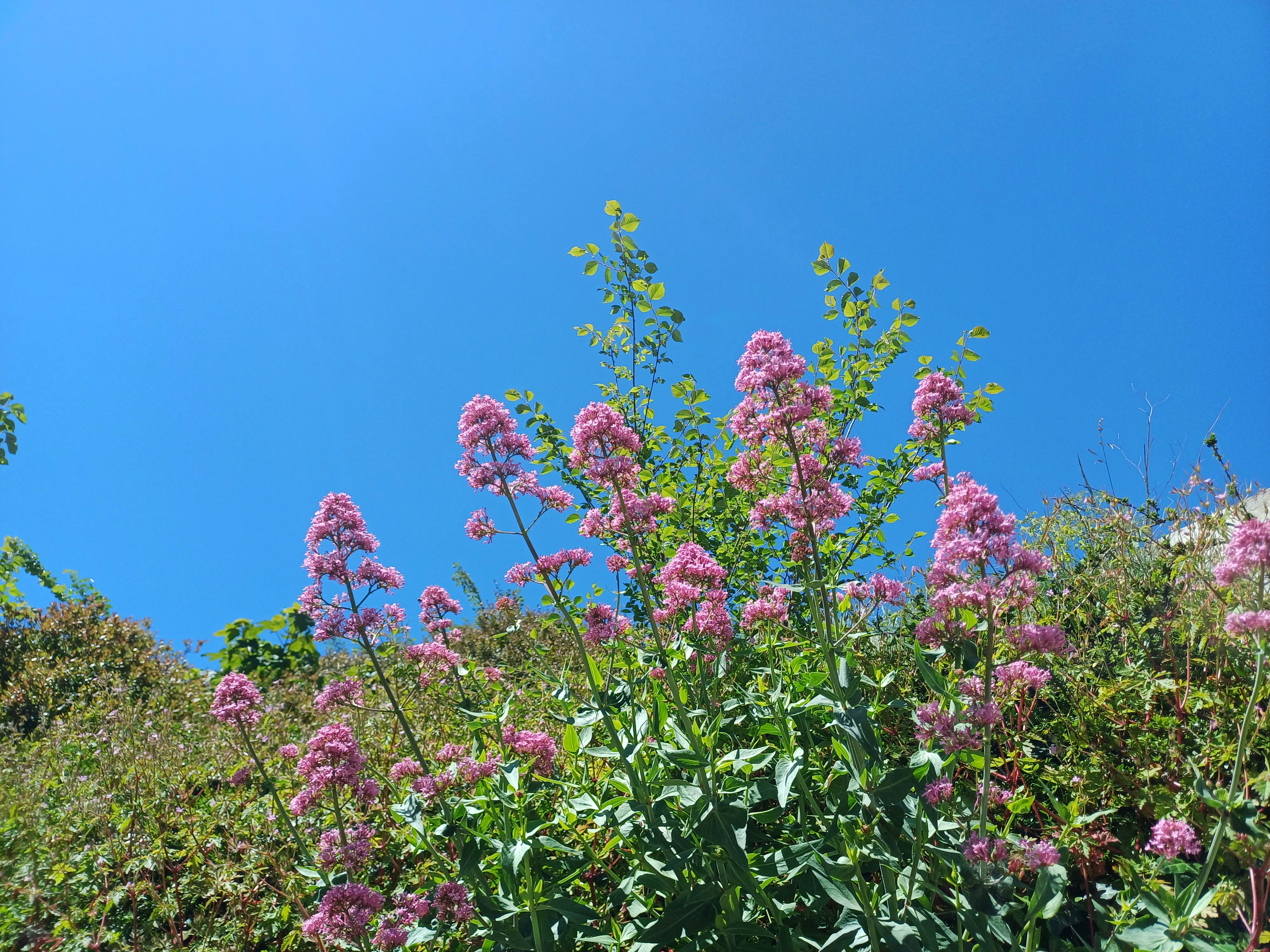 Photo by Philippe LOUAGE with Samsung Galaxy A34