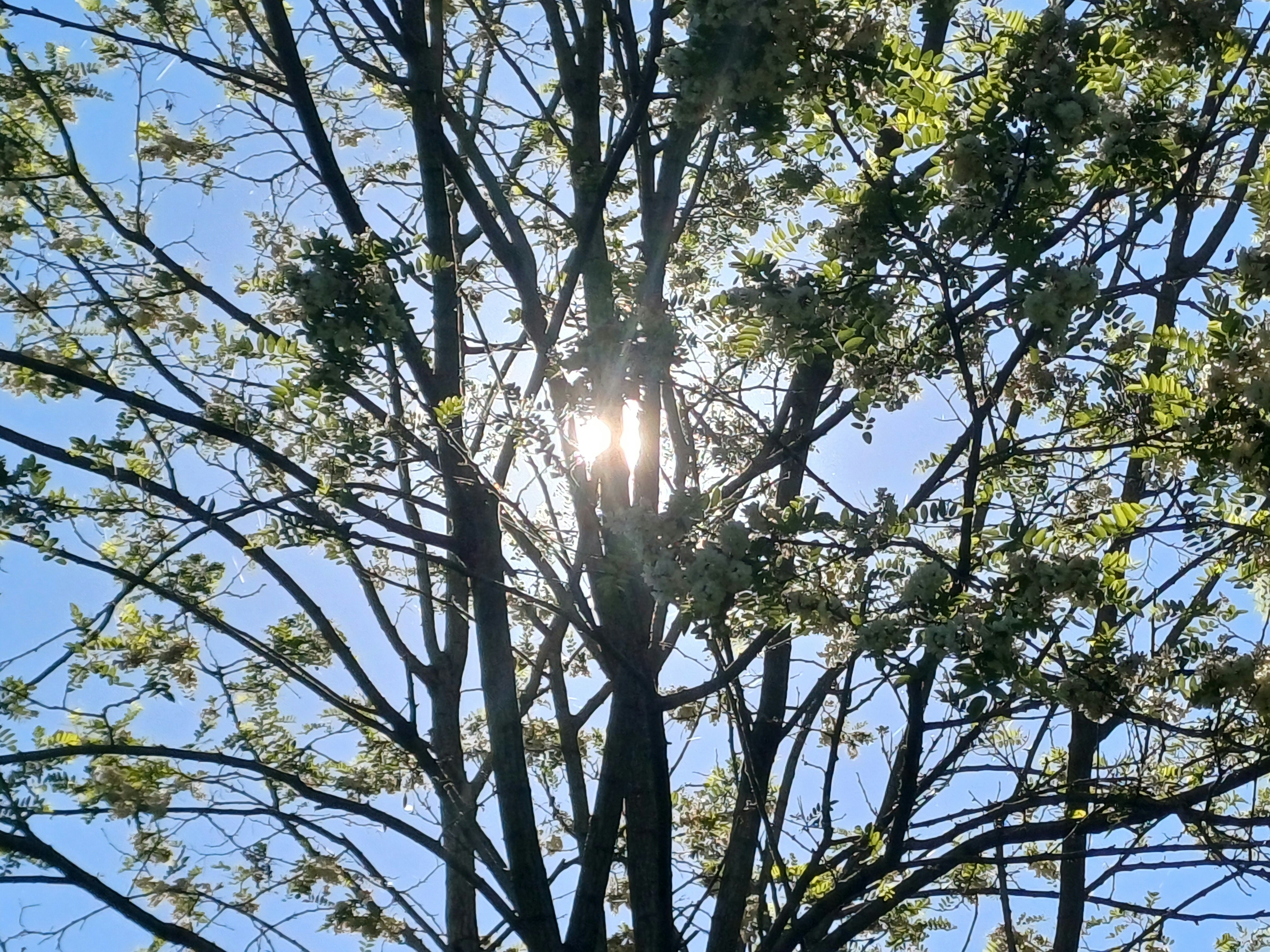 Sunlight threads through a dense network of tree branches, with emerald leaves and a clear blue sky forming a natural lattice.