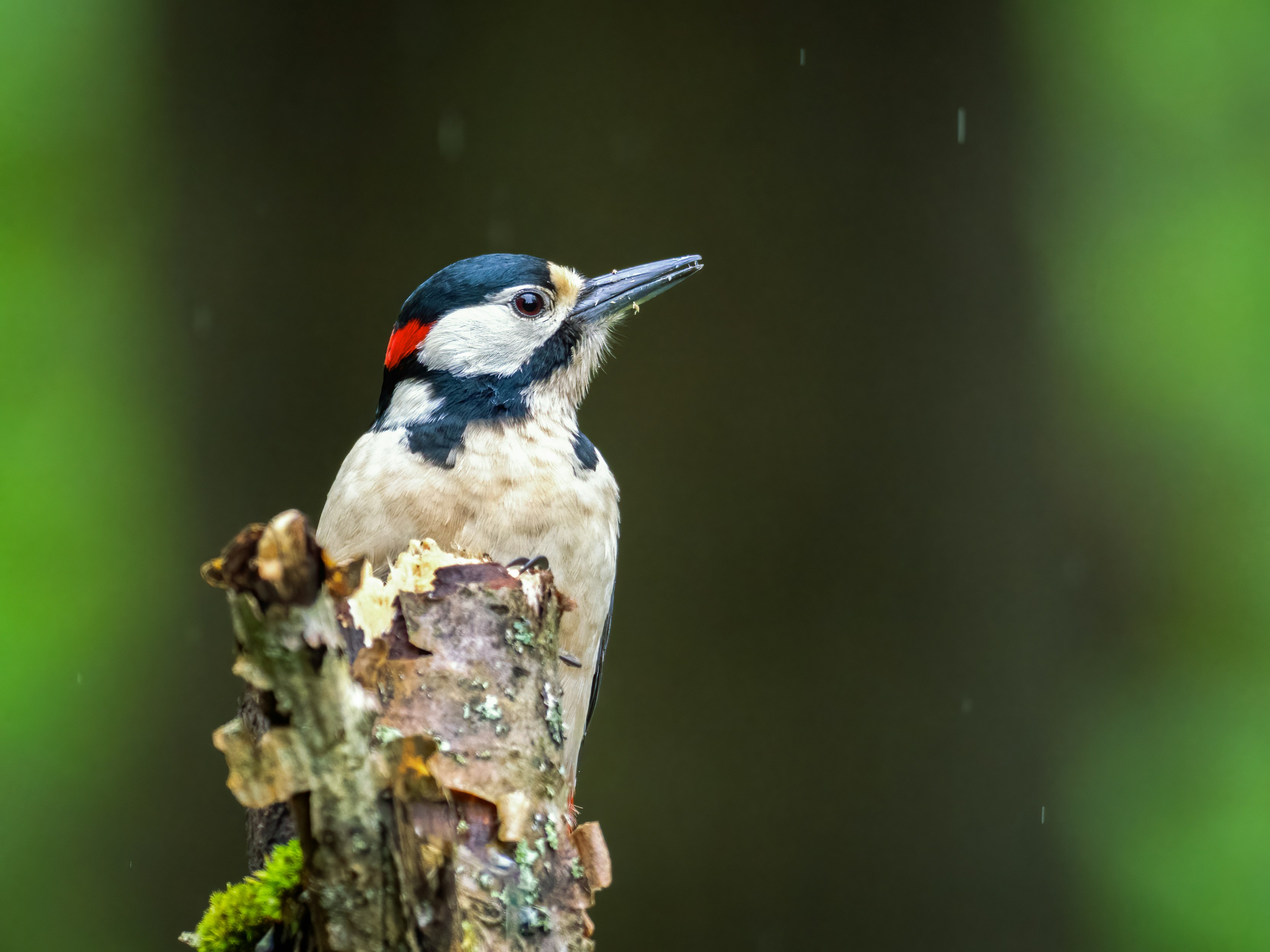 Rain-Glazed Perch: Great Spotted Woodpecker on a Mossy Log