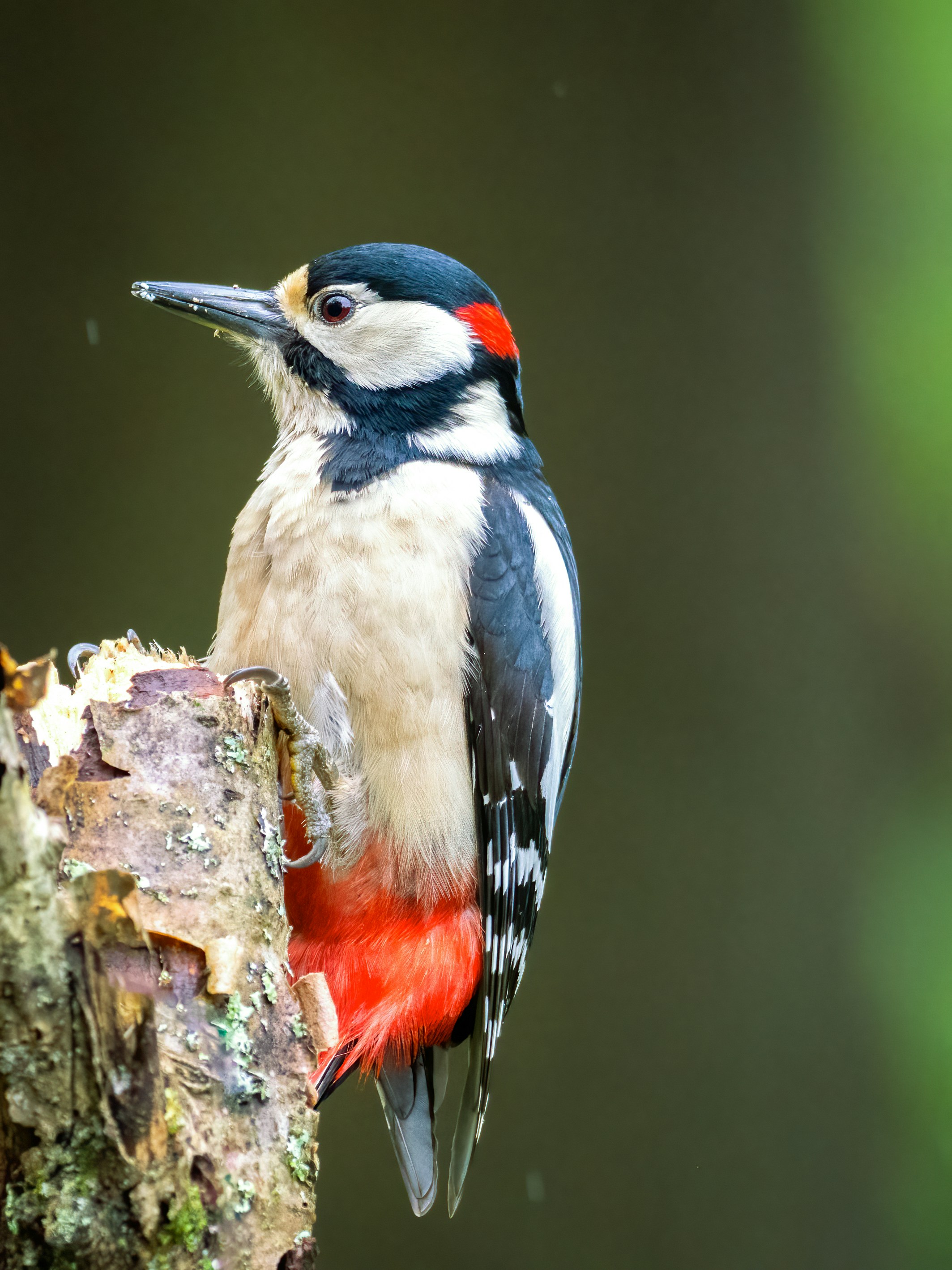a colorful bird perched on a tree branchDoncoombez